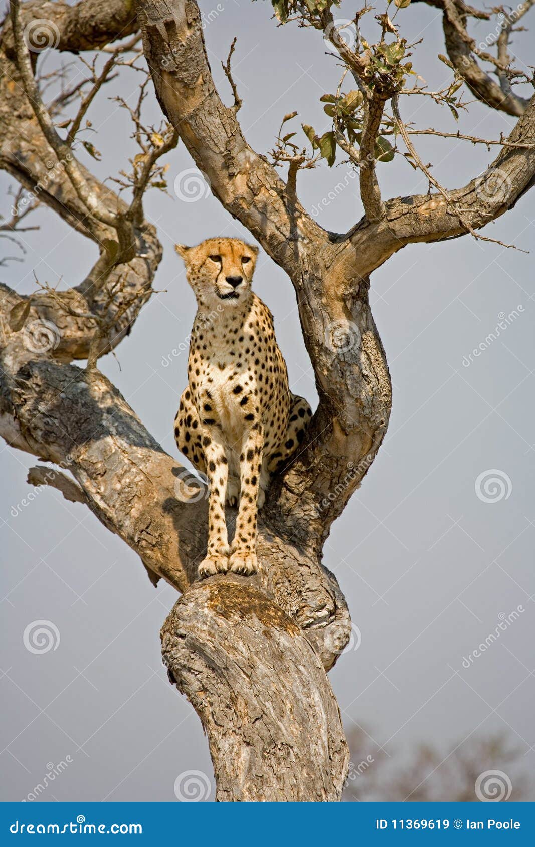 Cheetah In A Tree