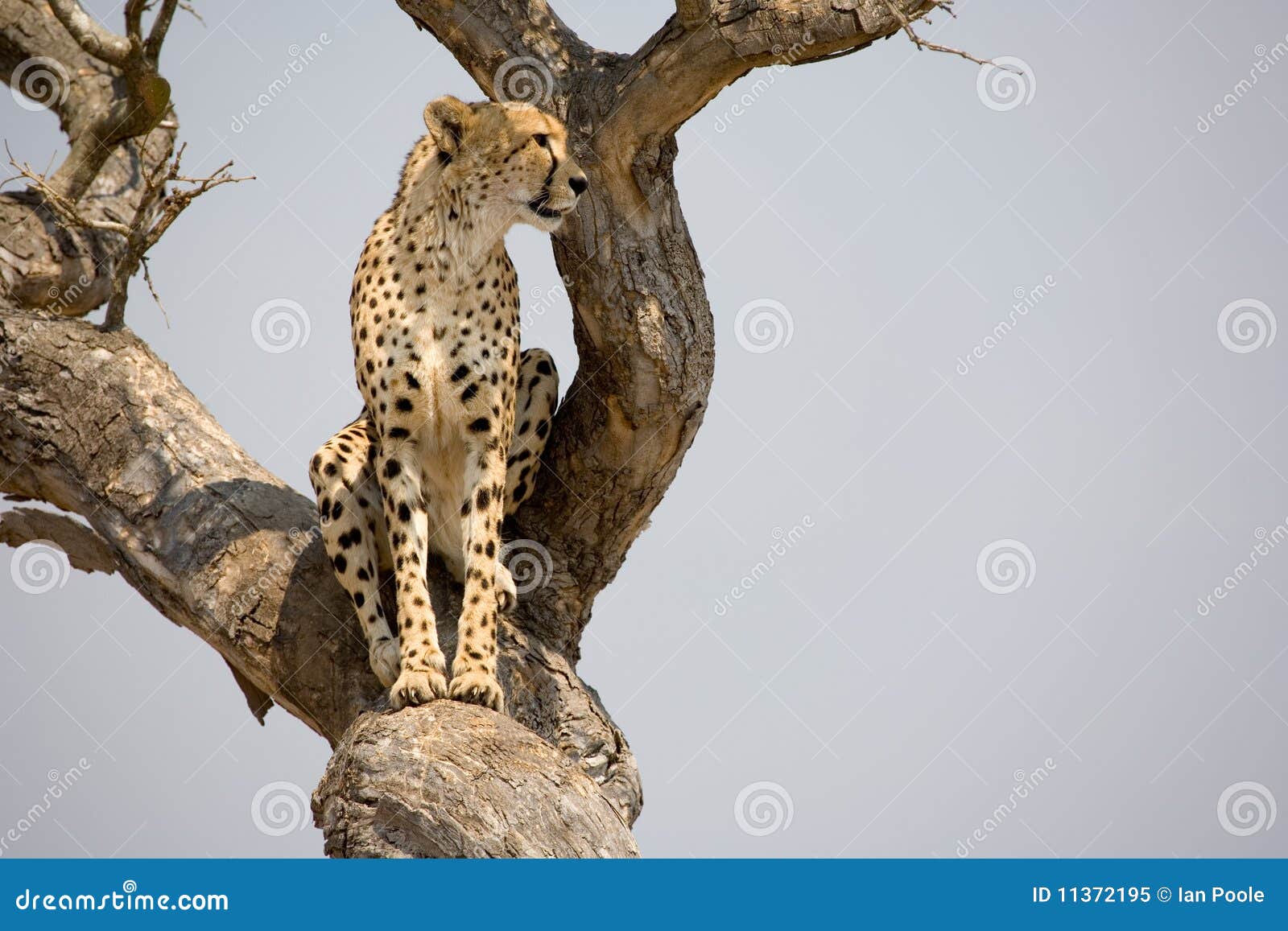 Cheetah In A Tree