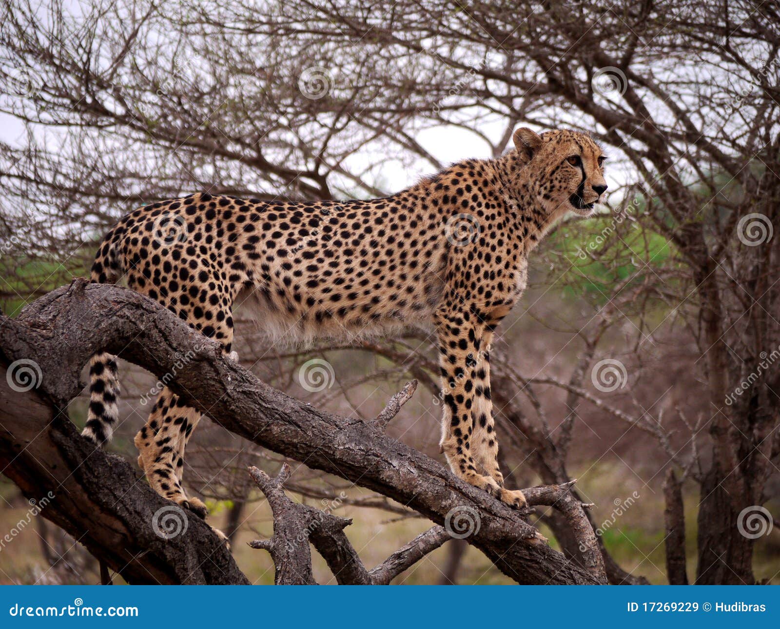 Cheetah in tree stock image. Image of female, hunting - 17269229