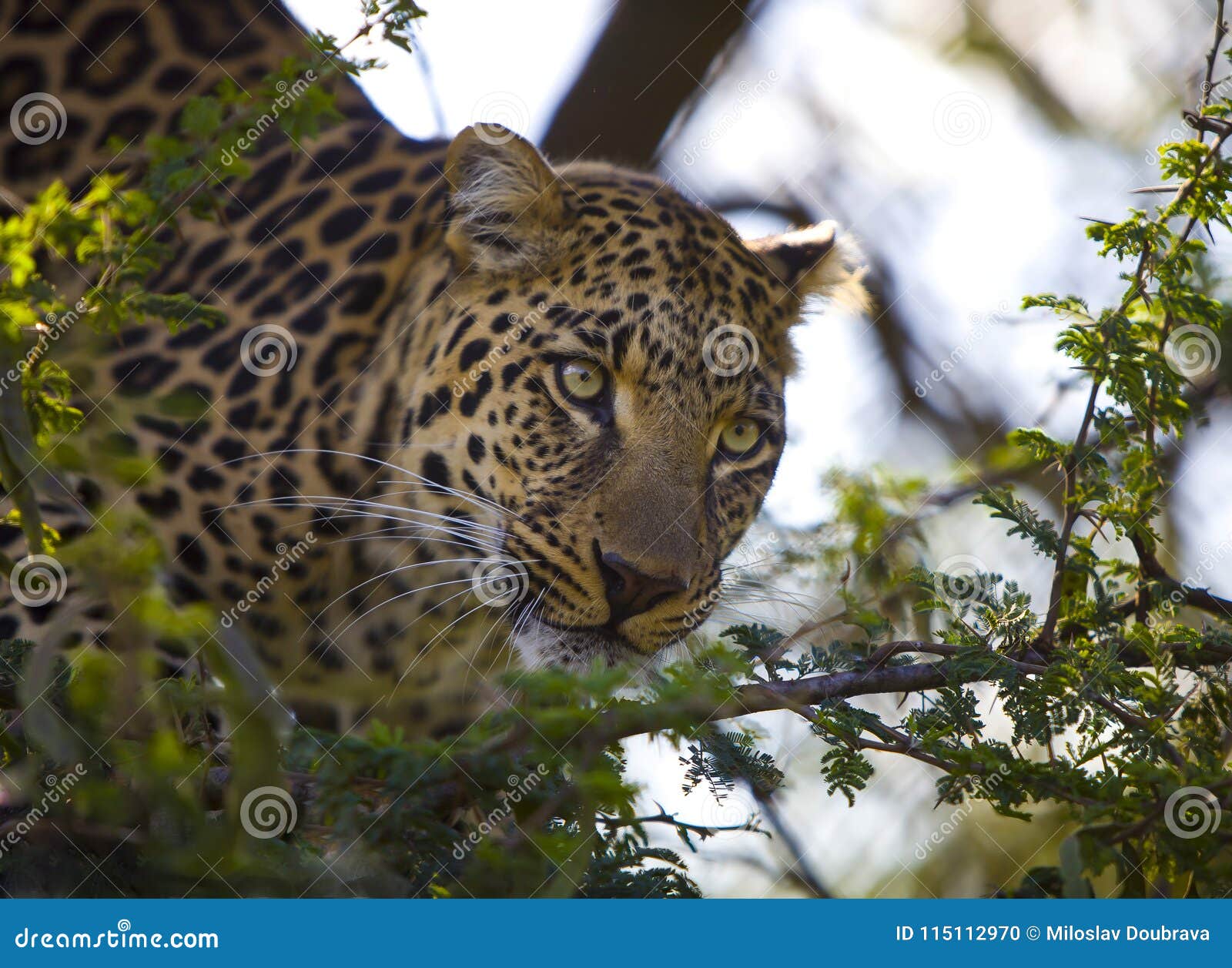 Cheetah on the tree stock photo. Image of tree, africa - 115112970