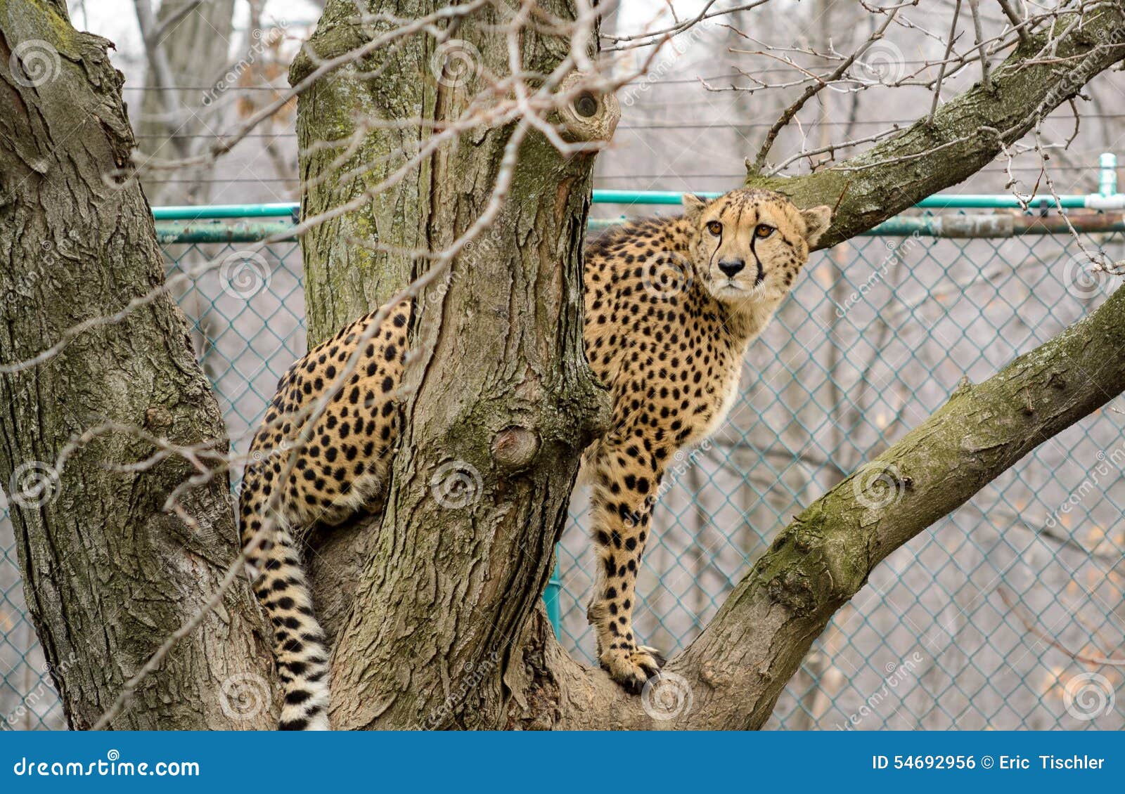Cheetah in Tree stock photo. Image of gazes, wild, cheetah - 54692956