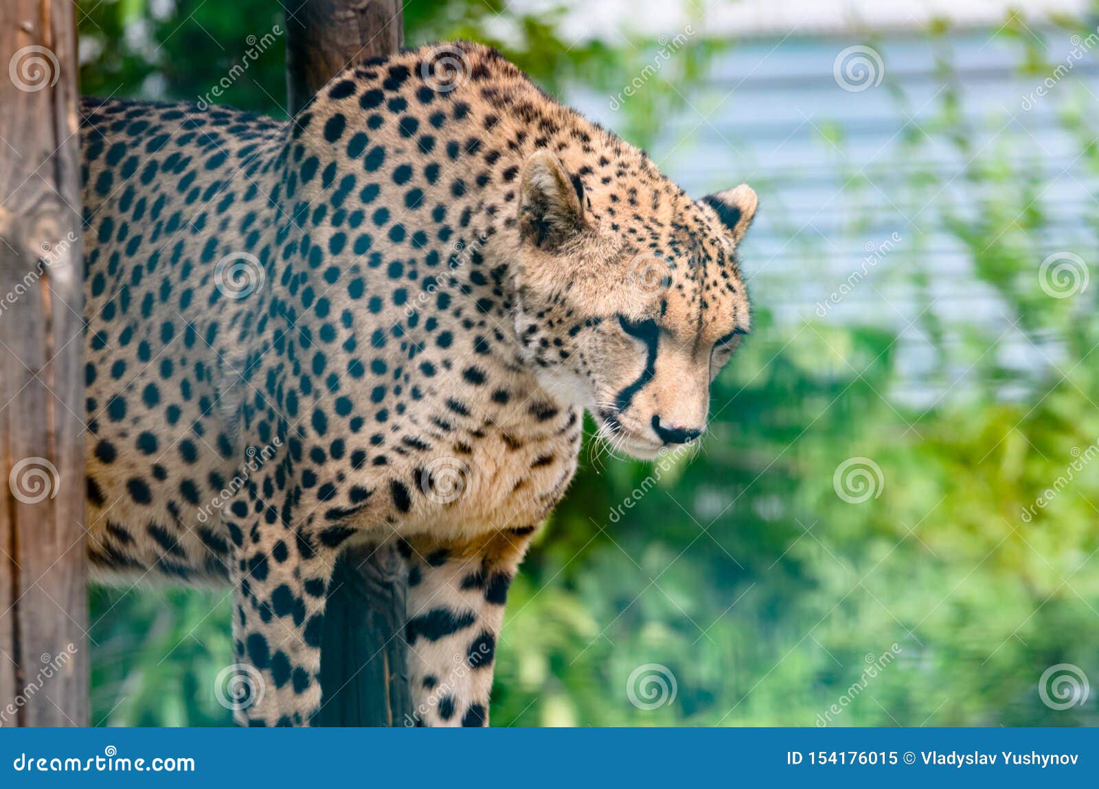 Cheetah in a Tree in the National Zoo Stock Image - Image of hunter ...