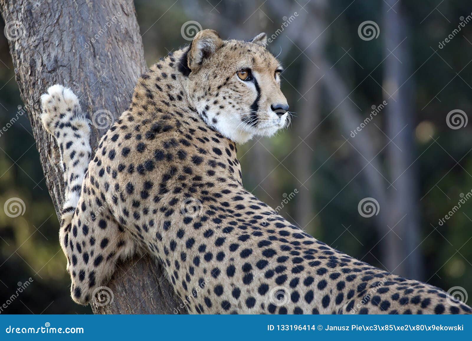 Cheetah on a tree stock photo. Image of nature, cheetah - 133196414