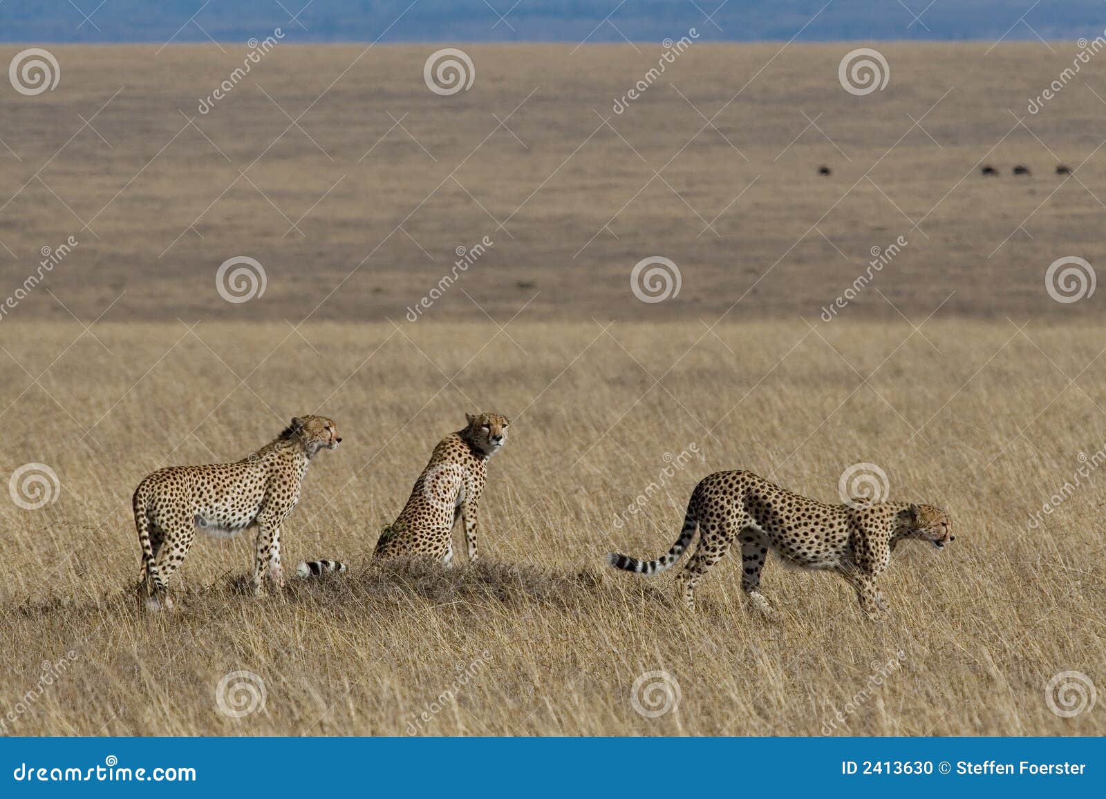 Cheetah Trio stock photo. Image of dots, wildlife, serengeti - 2413630