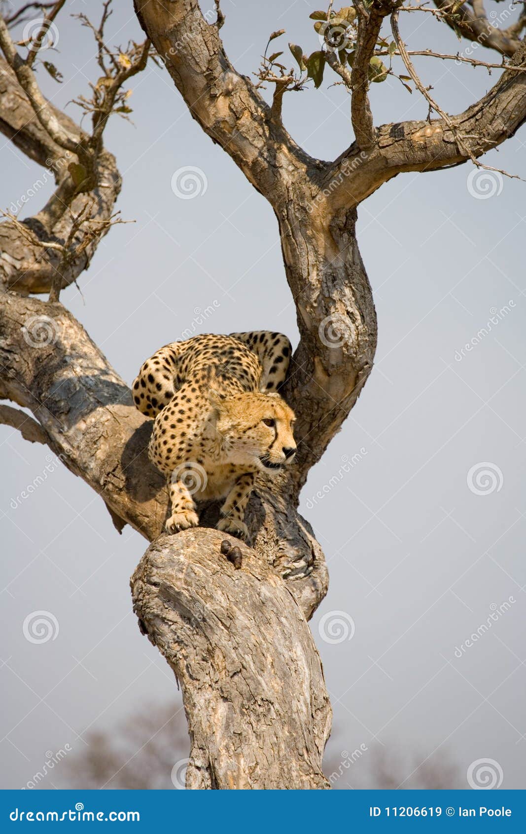 Cheetah Up a Tree in Africa Stock Image - Image of predator, tree: 11206619