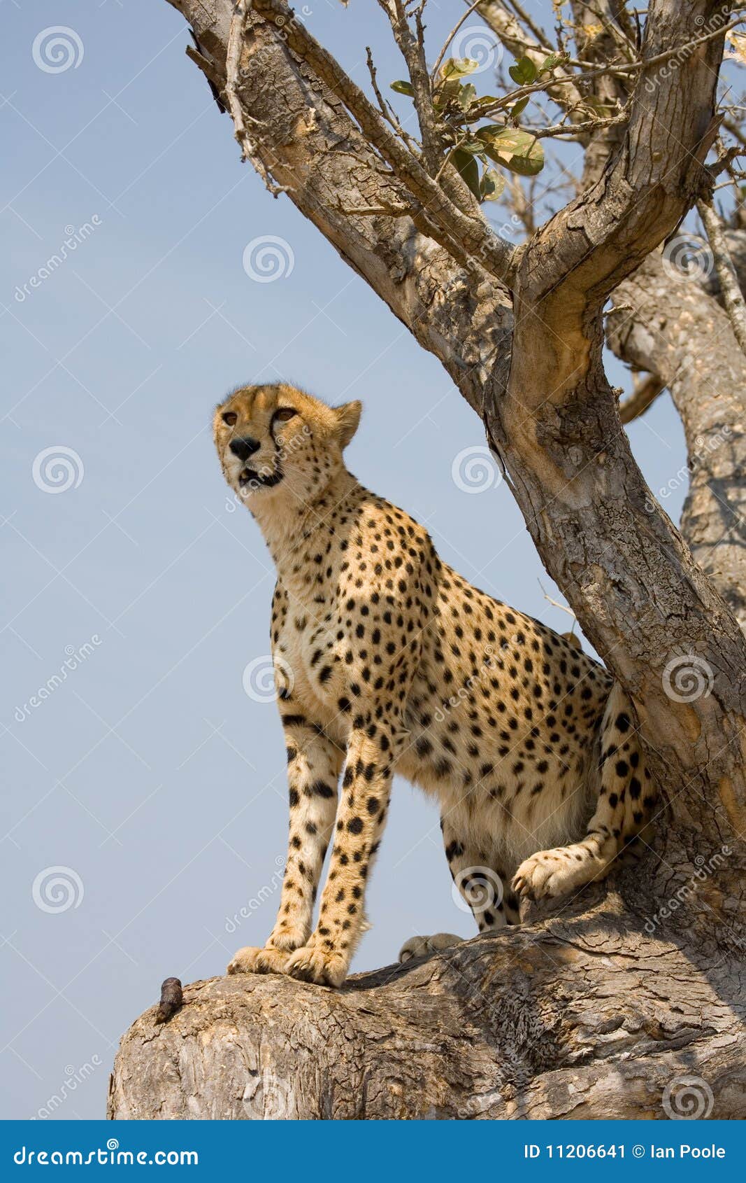 Cheetah Up a Tree in Africa Stock Image - Image of predator, mammal ...