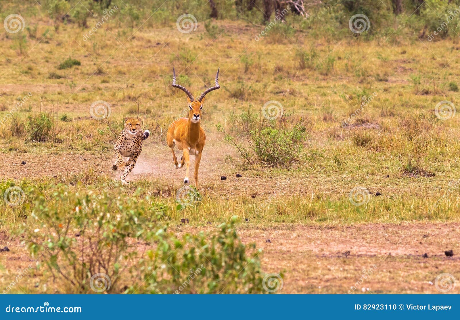 Antelope Running From Cheetah