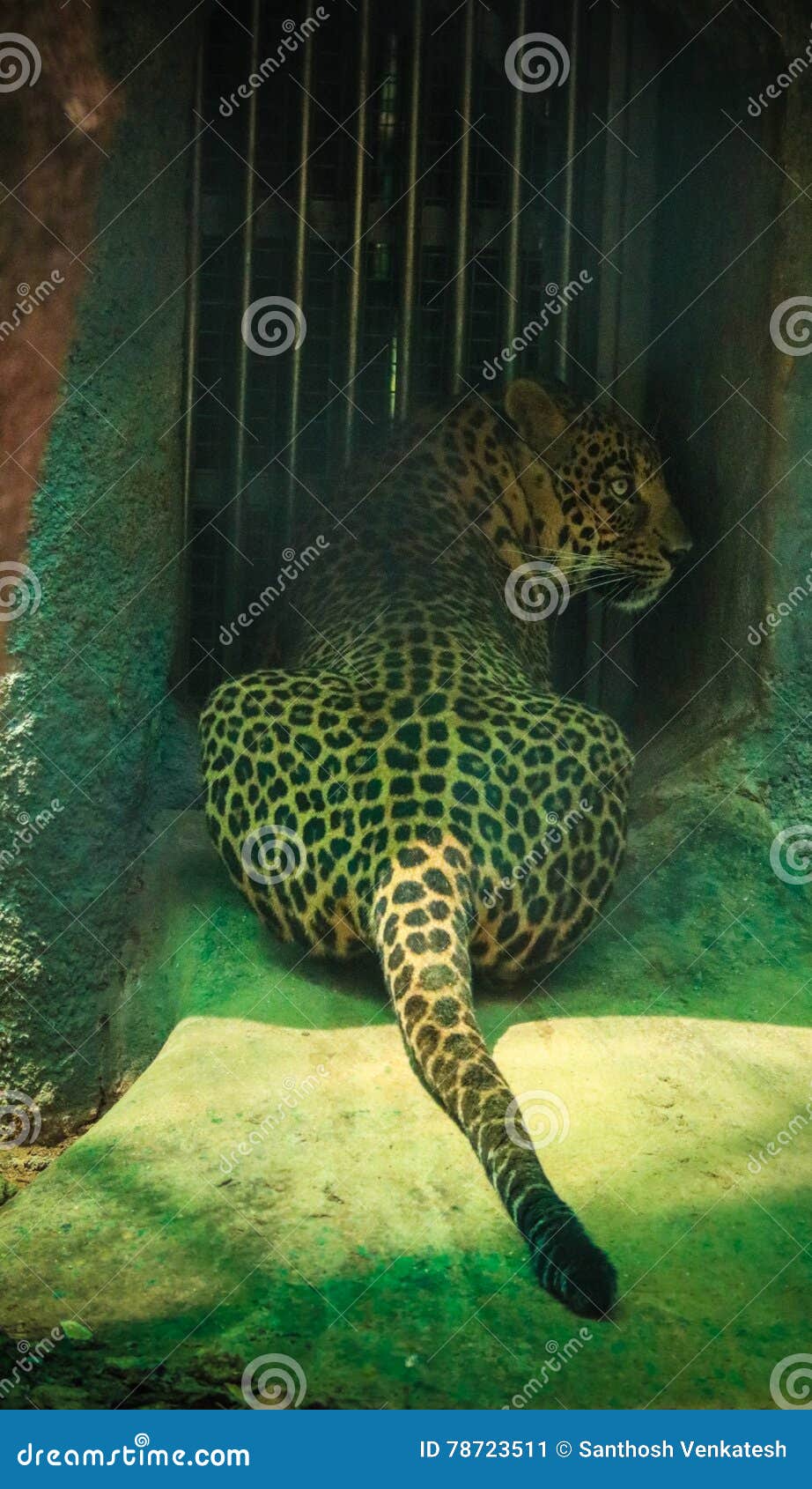 A Cheetah with Vibrant Eyes. Stock Image - Image of cheetah, water ...