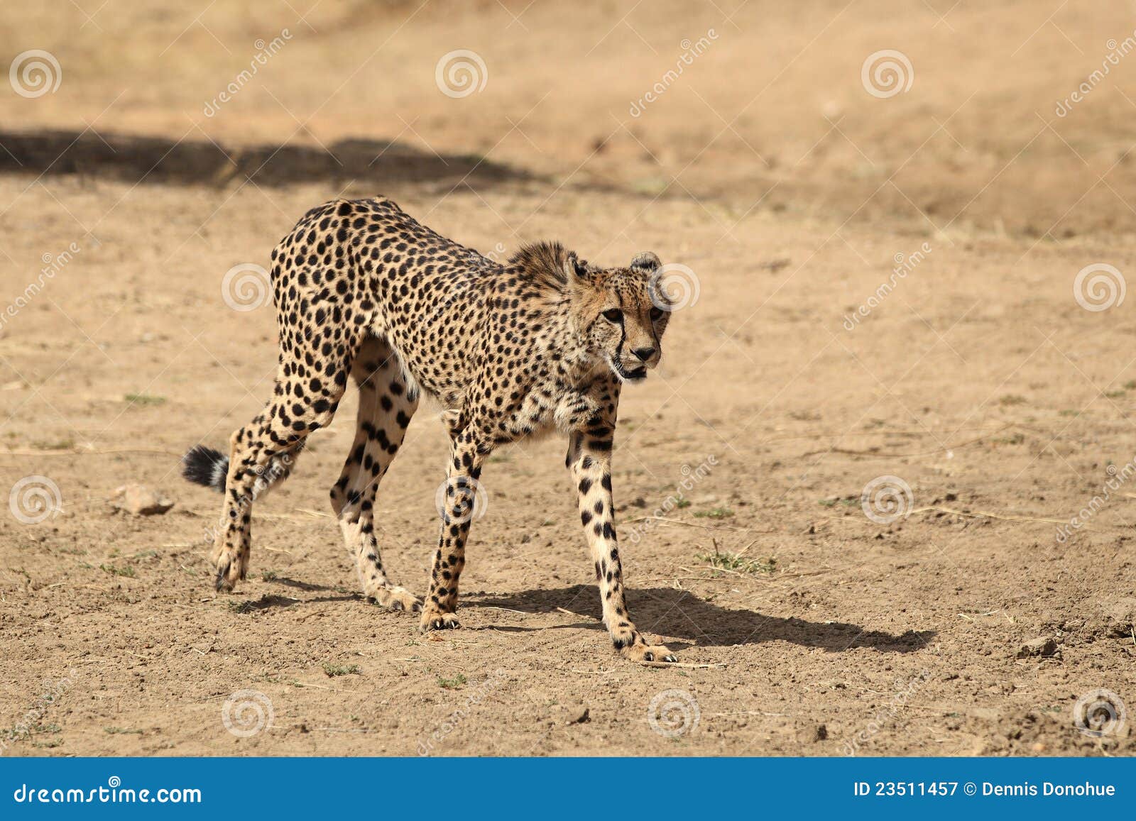 Cheetah walking stock image. Image of looking, fastest - 23511457