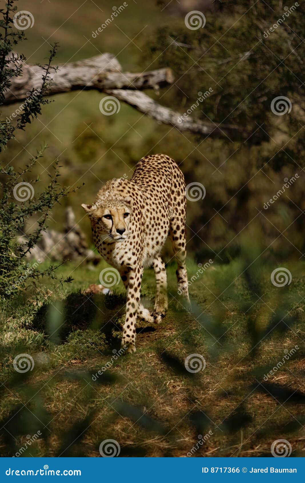 Cheetah walking stock photo. Image of safari, running - 8717366