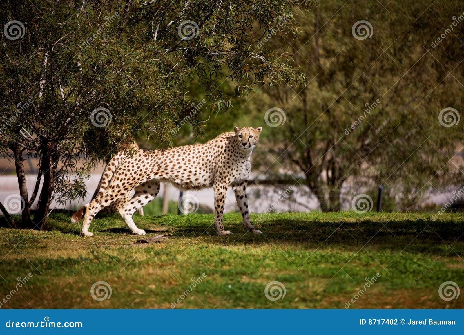 Cheetah walking stock photo. Image of spots, dirt, attach - 8717402