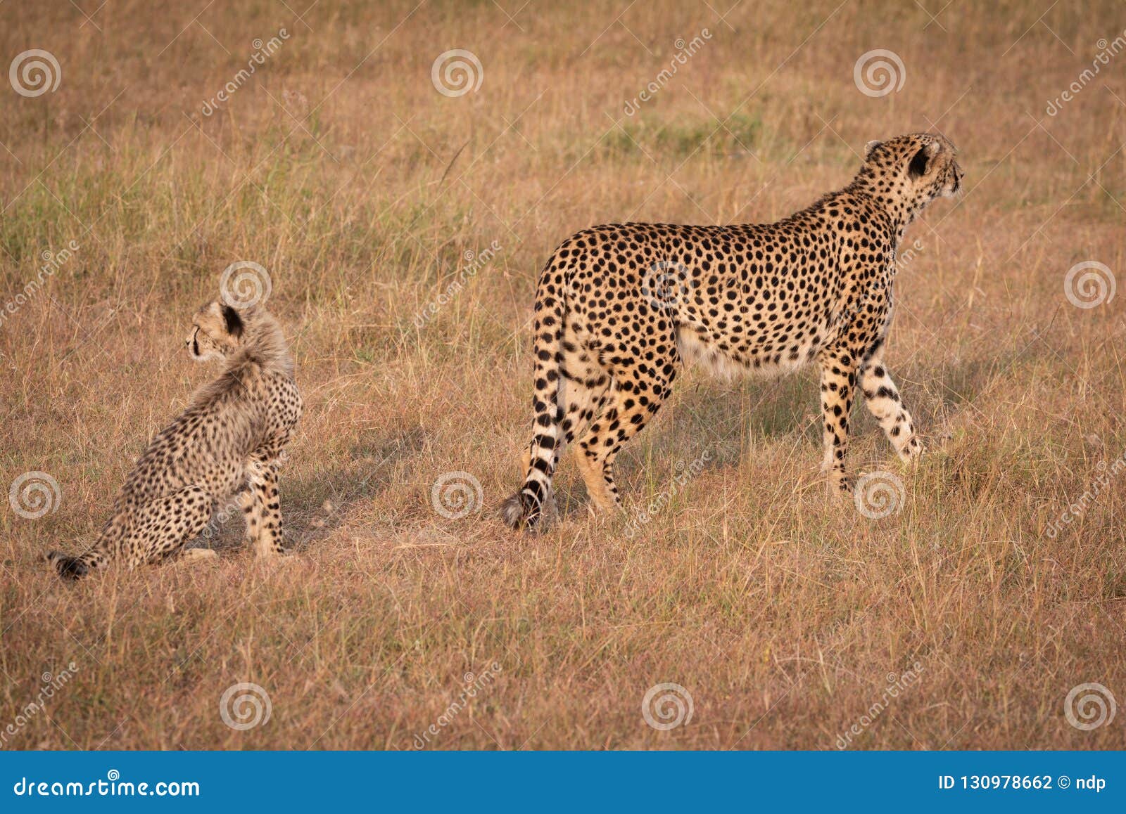 Cheetah Walking Away from Cub Looking Back Stock Photo - Image of kenya ...