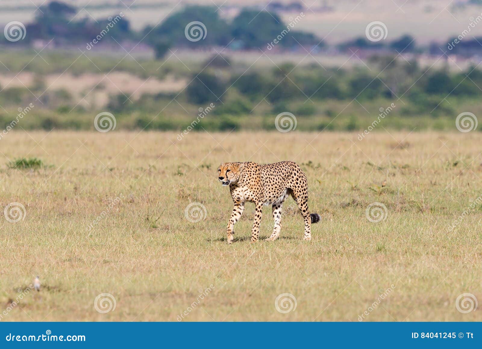 Cheetah Walking in the Grassland Stock Image - Image of animal, africa ...