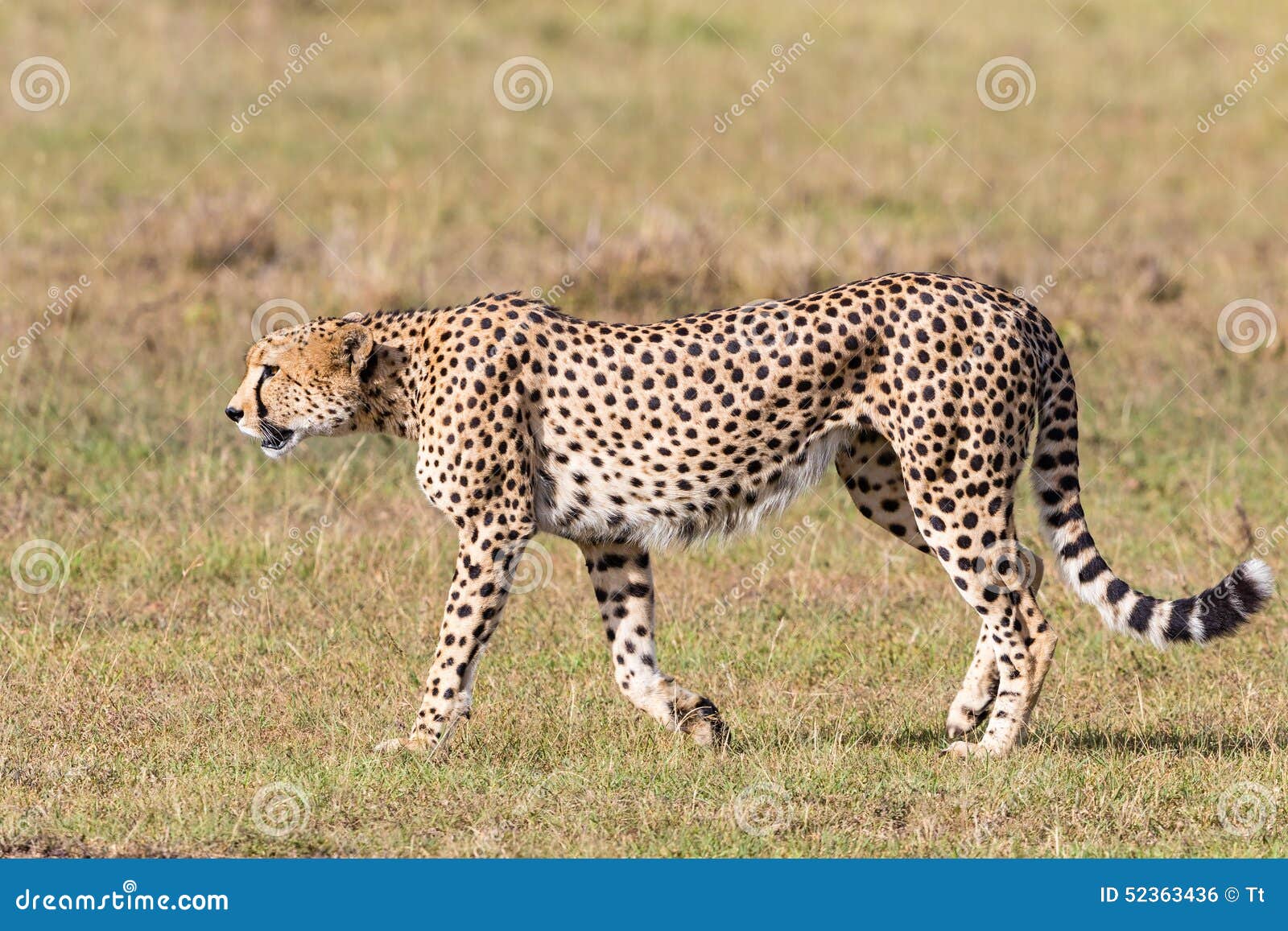 Cheetah walking stock photo. Image of wildlife, safari - 52363436