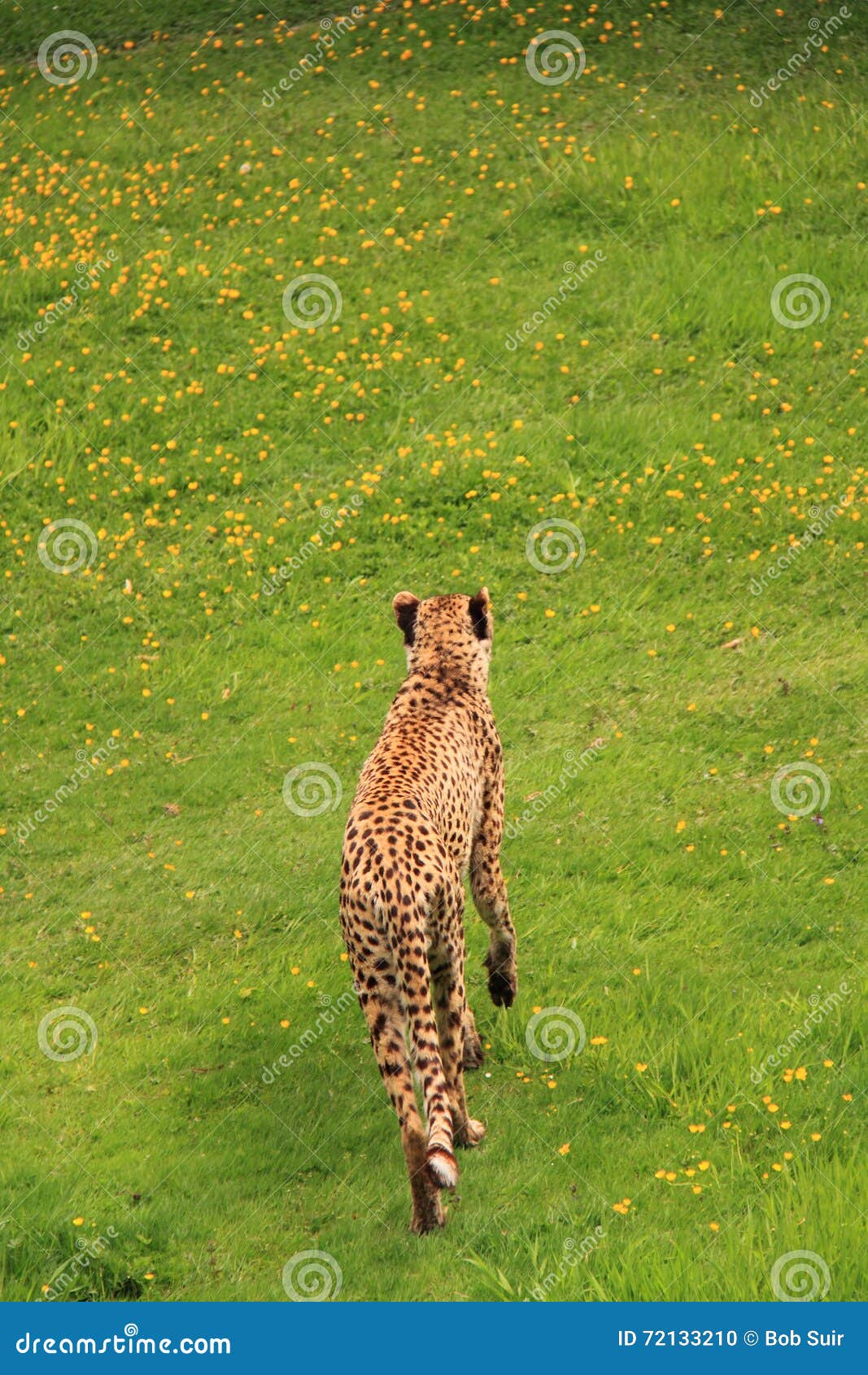 Cheetah Walking in Green Grass. Stock Photo - Image of walking ...