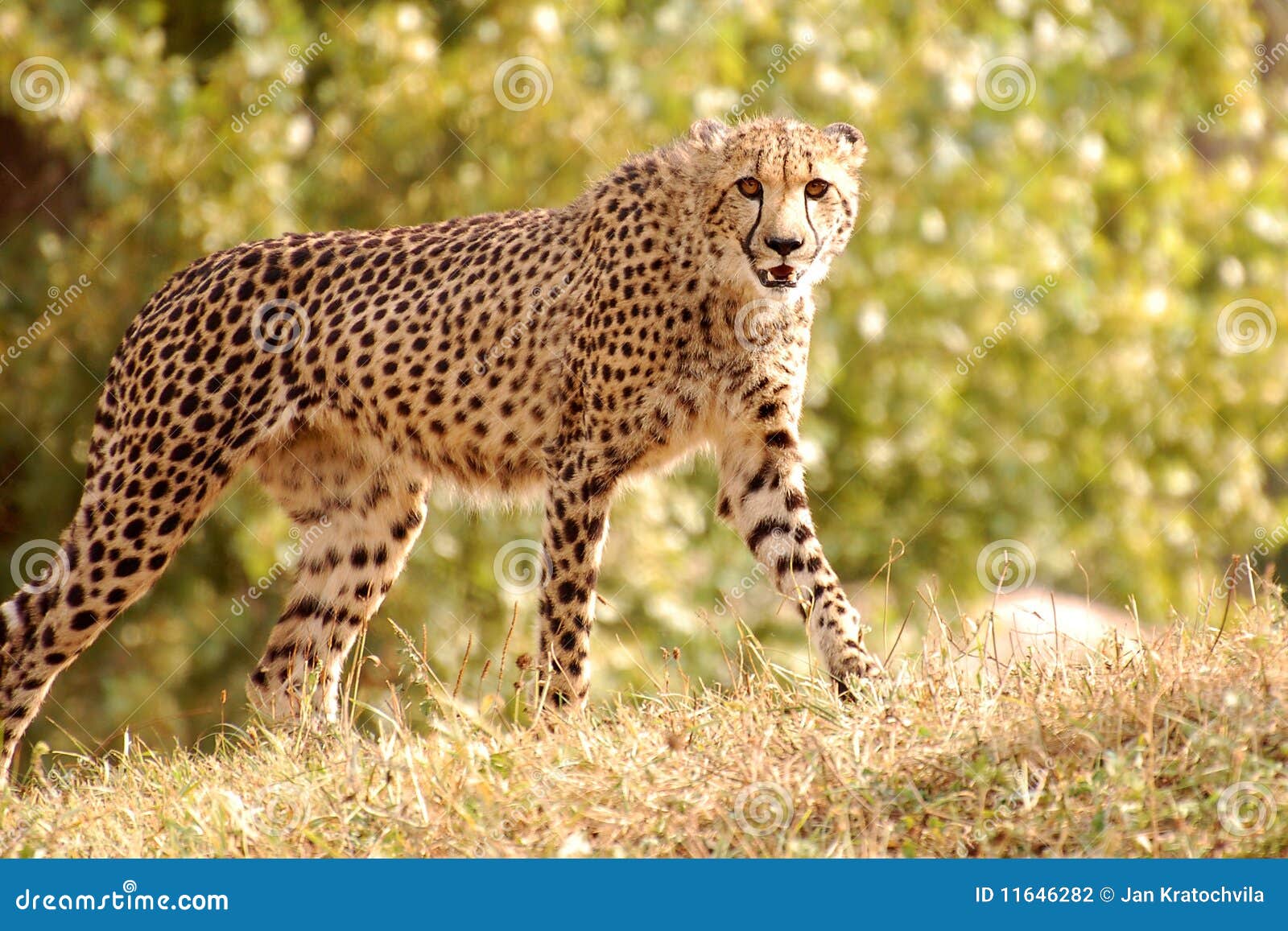 Cheetah walking in nature stock photo. Image of spotted - 11646282