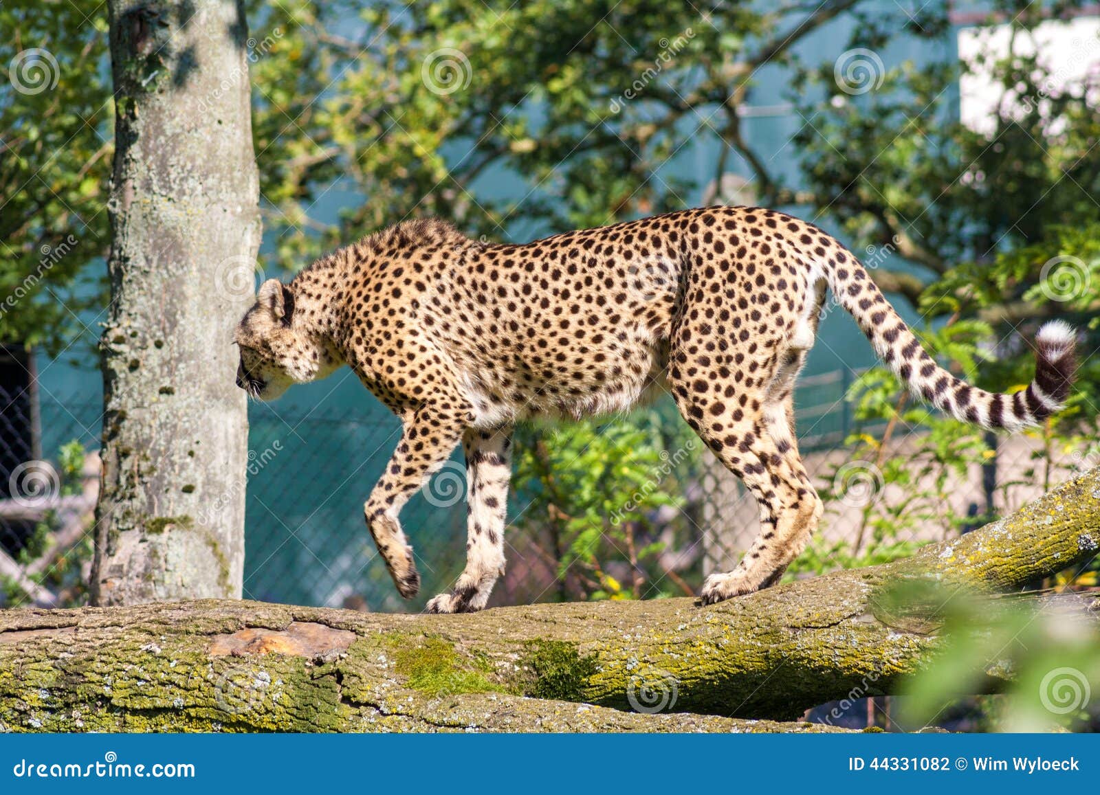 Cheetah walking stock photo. Image of tree, mammal, rosette - 44331082