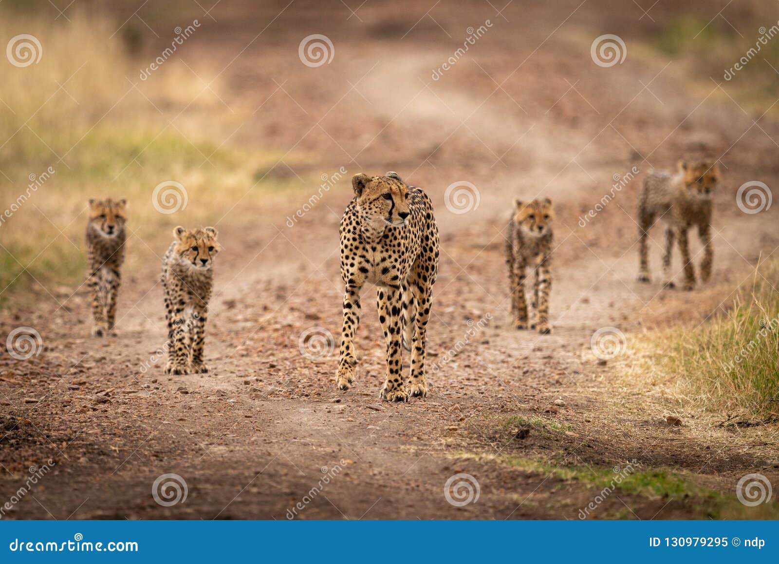 Cheetah Walks Down Track with Four Cubs Stock Image - Image of young ...