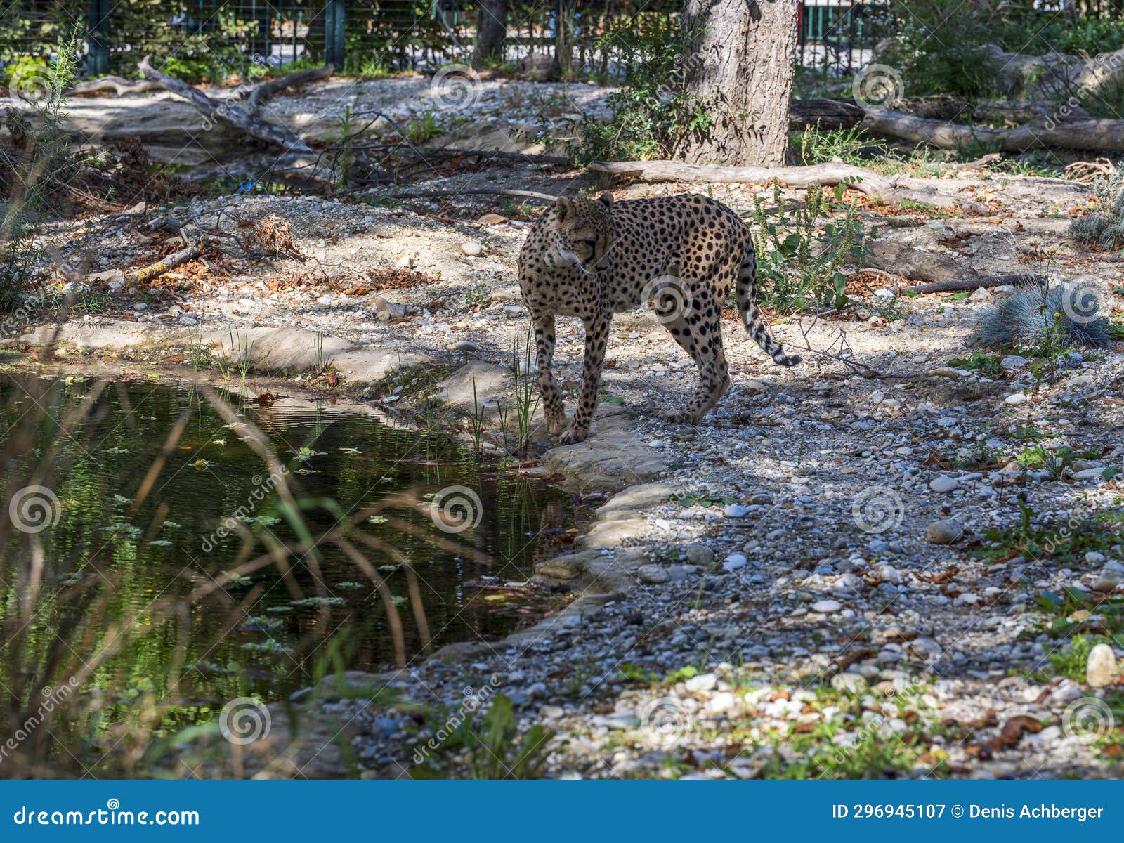 Cheetah Walks by a Lake in the Forest Stock Image - Image of adventure ...