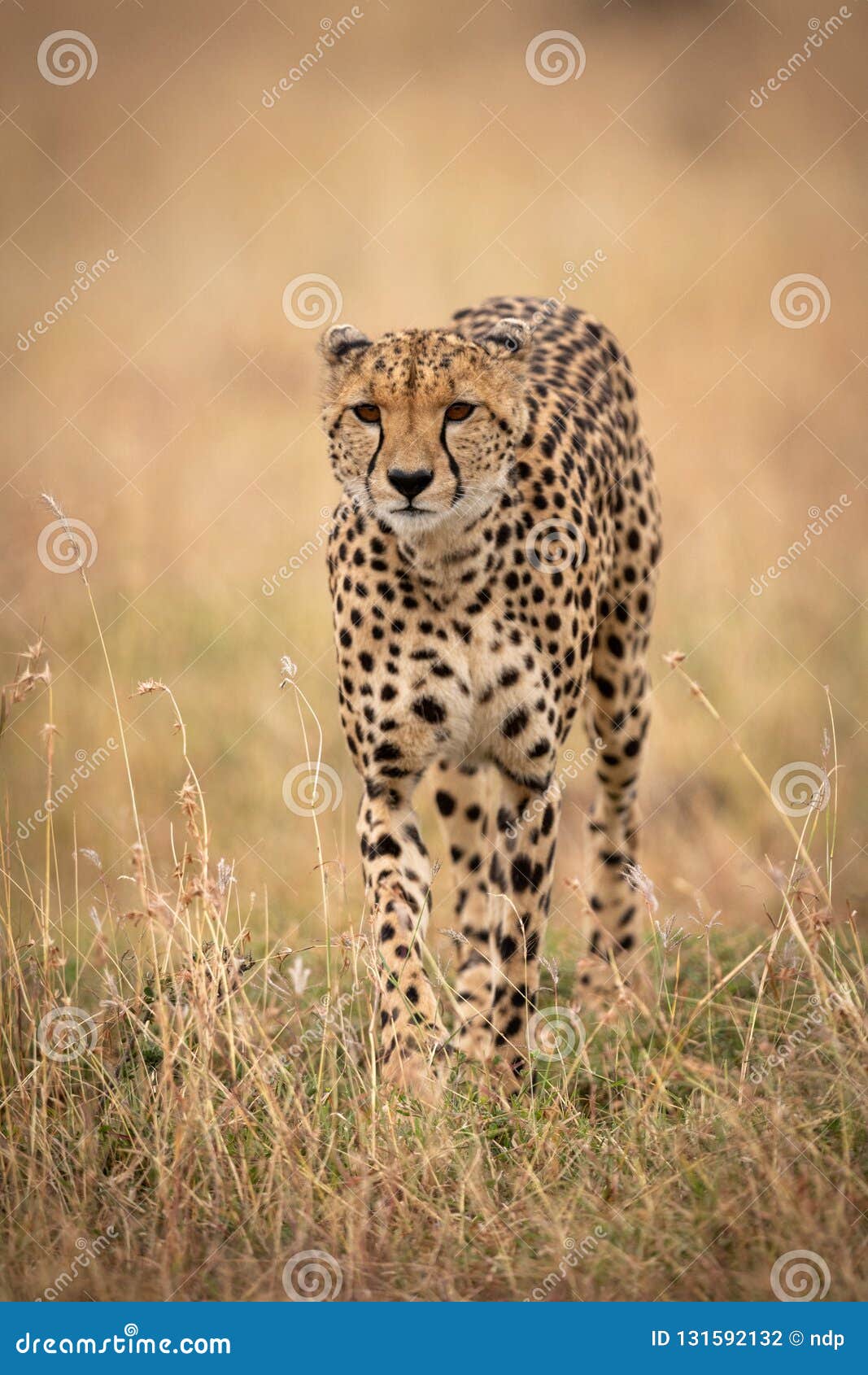 Cheetah Walks Towards Camera through Long Grass Stock Photo - Image of ...