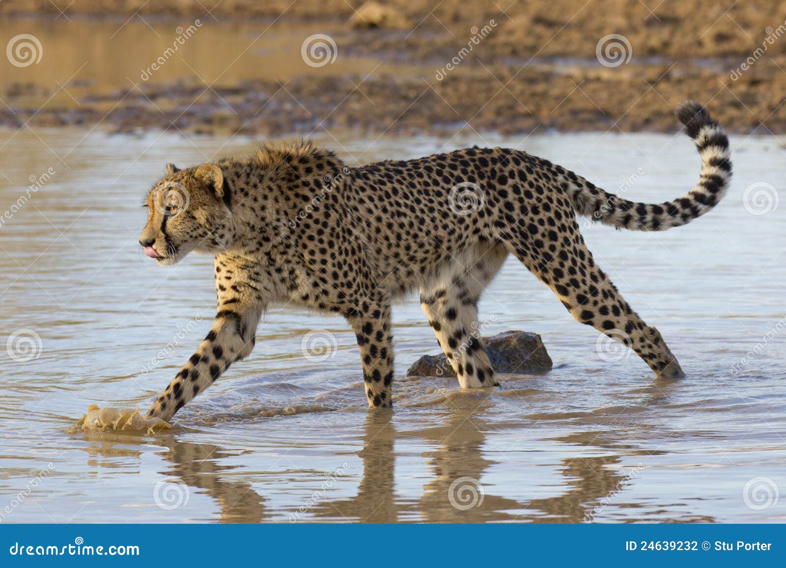 Cheetah in Water, South Africa Stock Photo - Image of walking, africa ...
