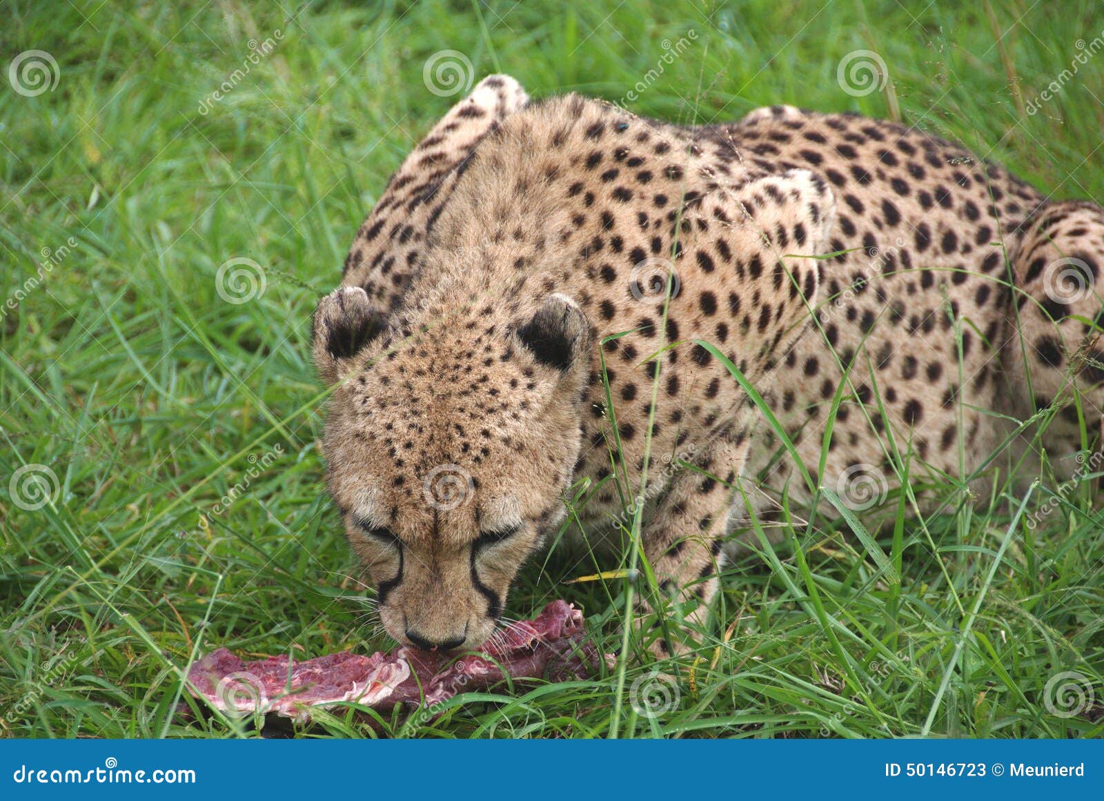 Cheetah stock image. Image of fast, carcass, alert, eating - 50146723