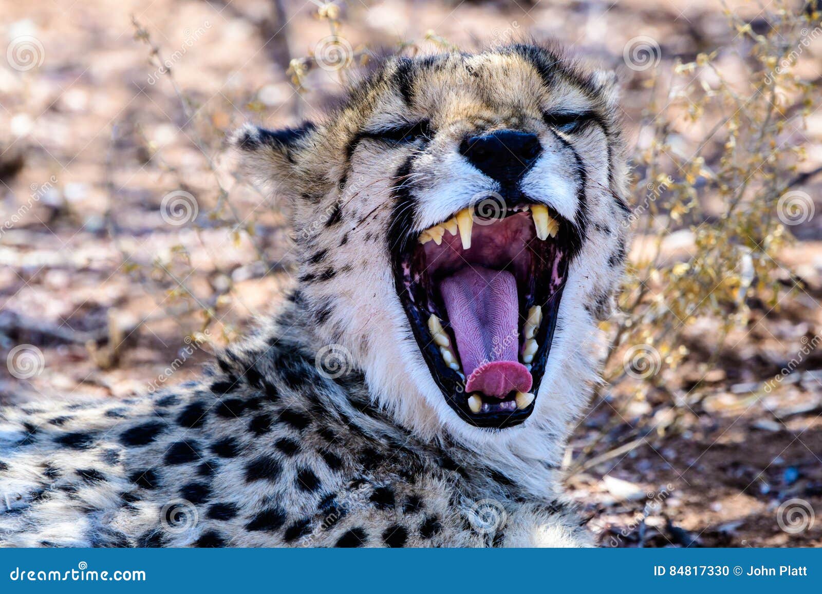 Cheetah yawning stock photo. Image of feline, head, mouth - 84817330