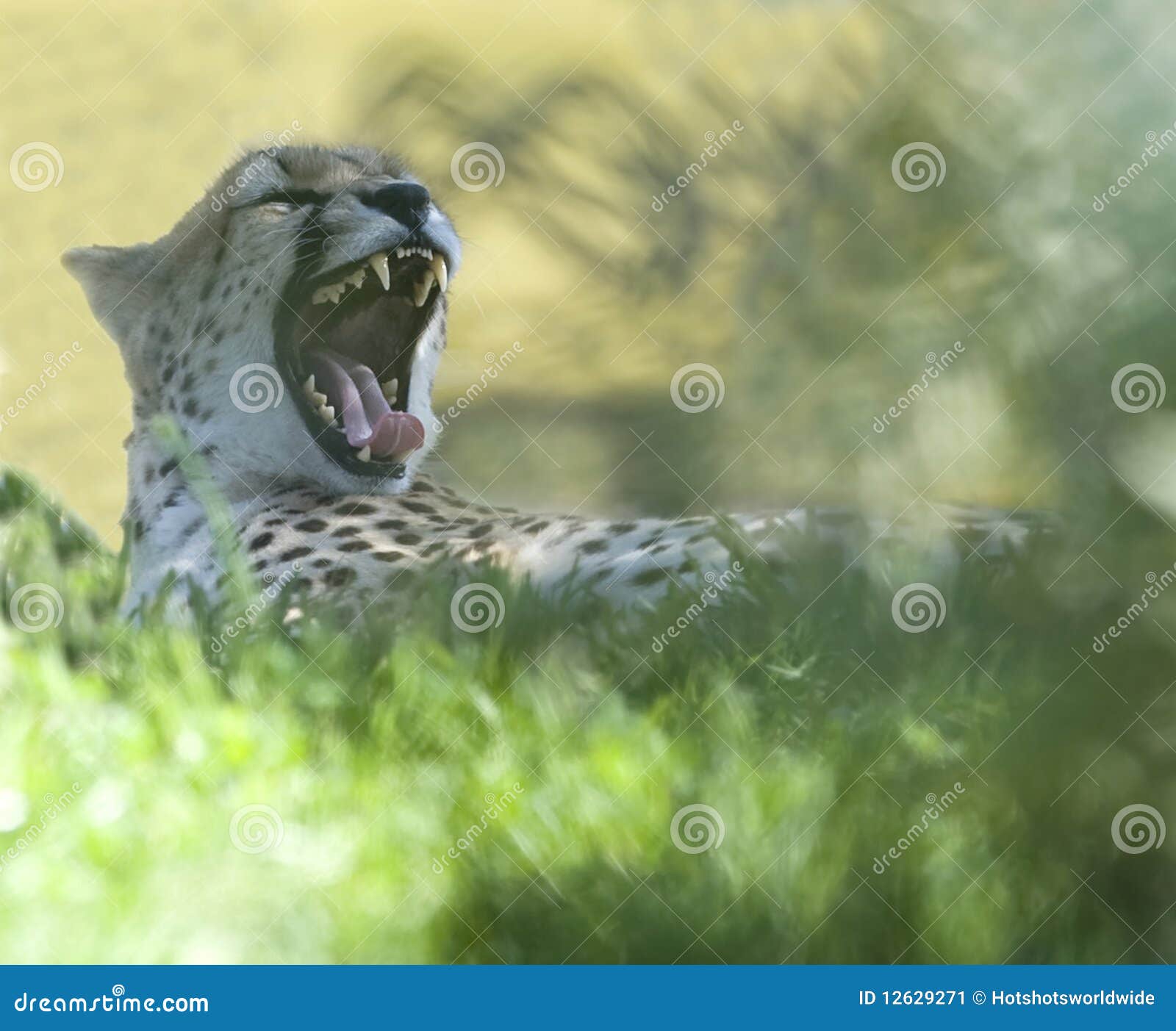 Cheetah Yawning Showing Sharp Teeth Africa Stock Image - Image of ...