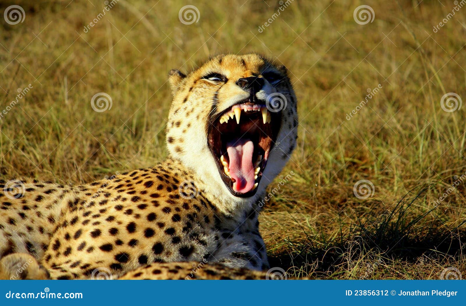 A Cheetah Yawns and Shows His Teeth Stock Photo - Image of hunter ...