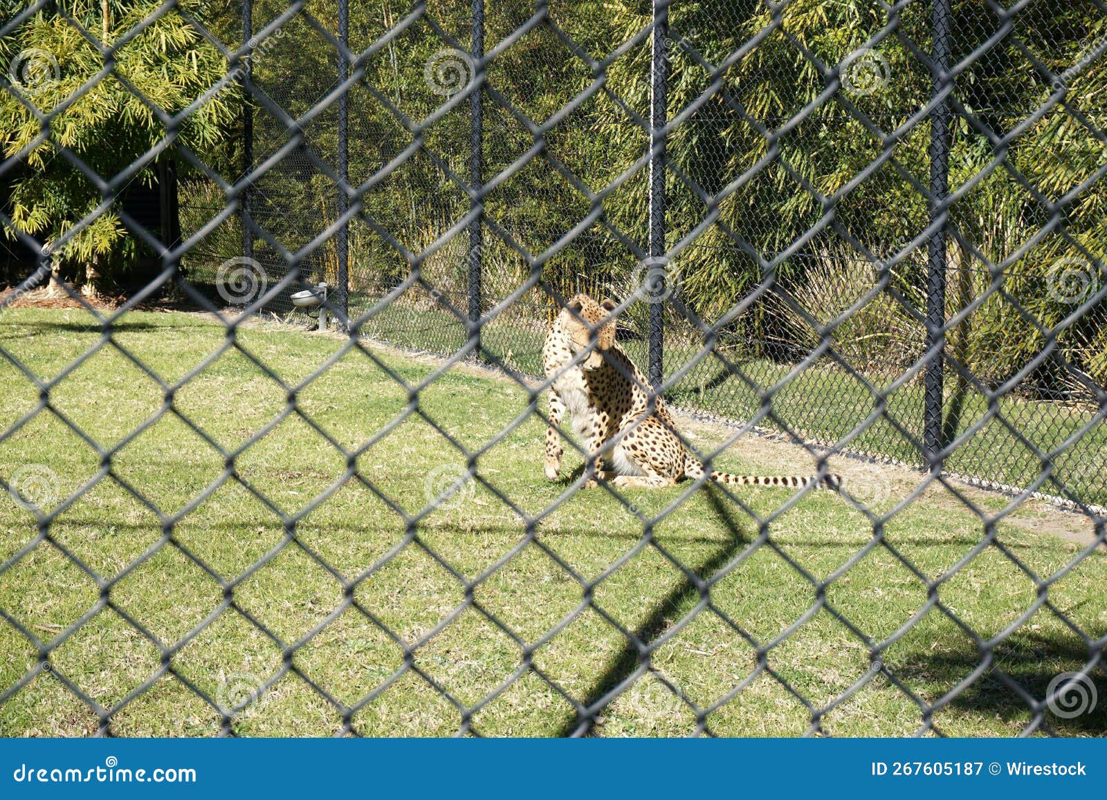 Cheetah in a Zoo Behind a Fence Stock Image - Image of wildlife, fence ...