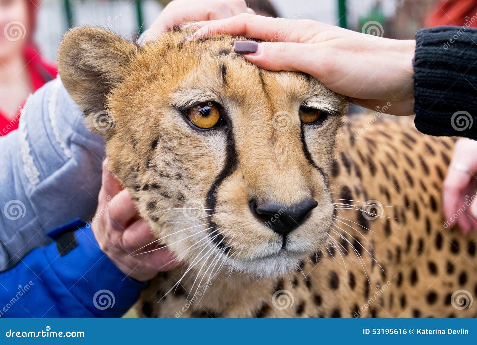 Cheetah in zoo stock photo. Image of chetah, caress, mammal - 53195616