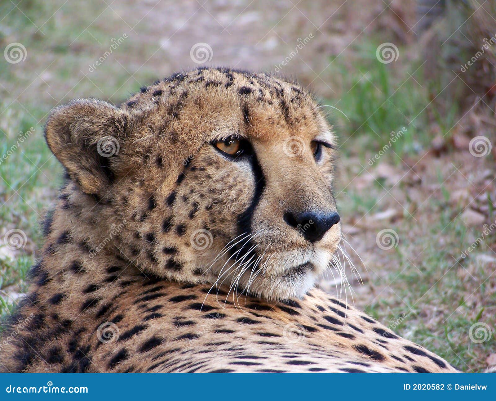 CheetahEye16 Picture. Image: 2020582