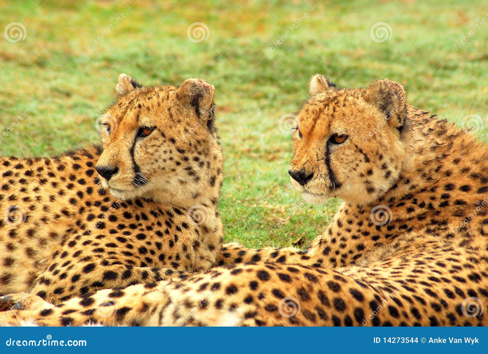 Cheetahs Stock Photography | CartoonDealer.com #52692200