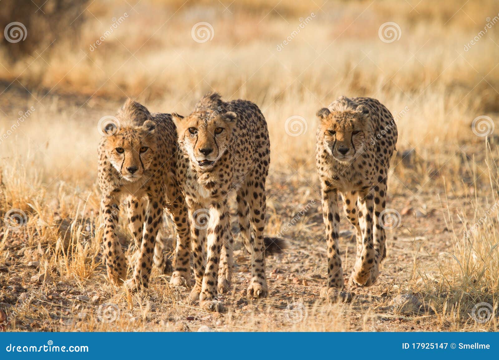 Cheetahs Stock Photography | CartoonDealer.com #52692200