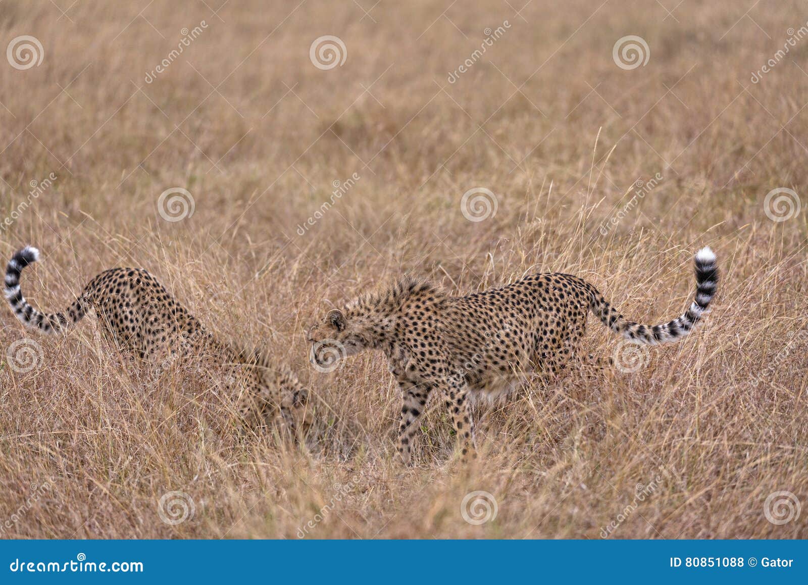 Cheetahs foto de archivo. Imagen de hierba, animal, comer - 80851088