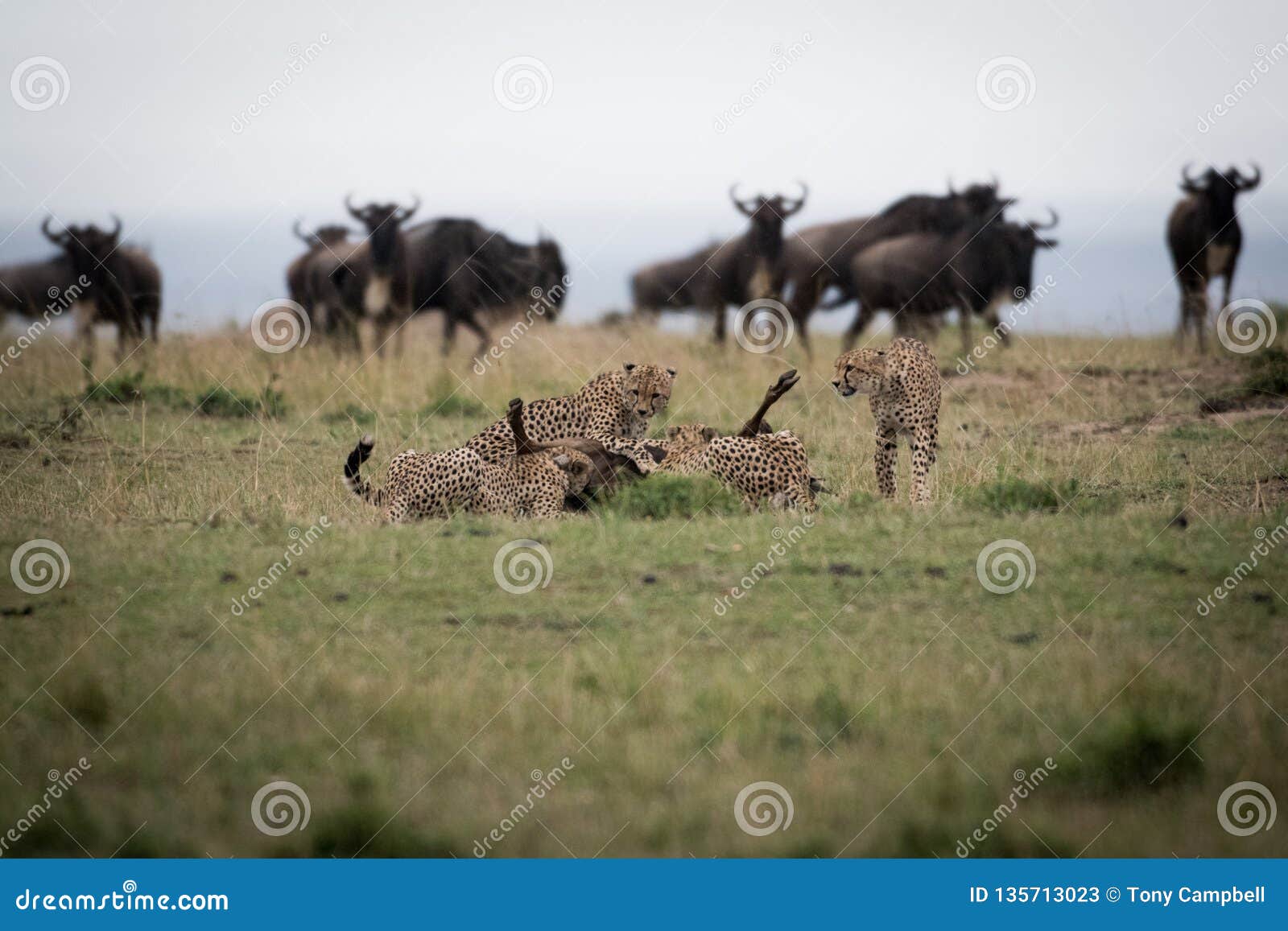 Cheetahs Attacking Wildebeest Stock Image - Image of kill, feline ...
