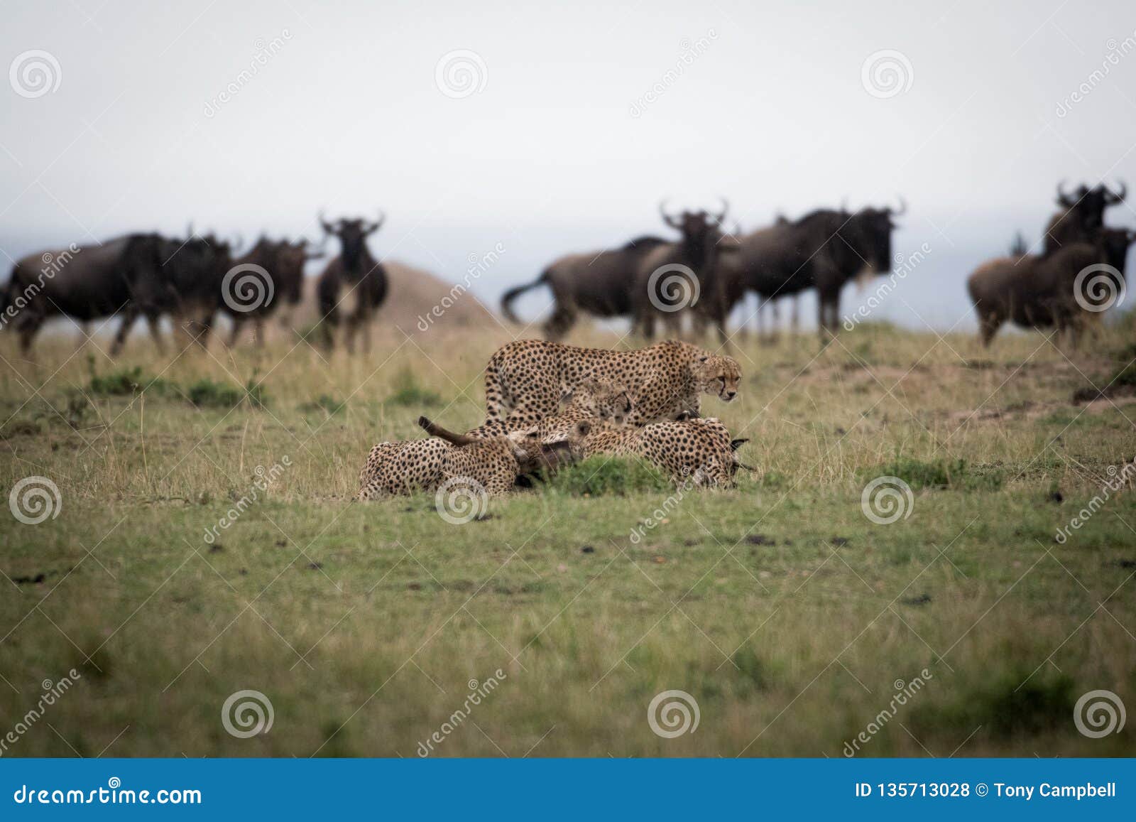 Cheetahs Attacking Wildebeest Stock Photo - Image of animal, predator ...
