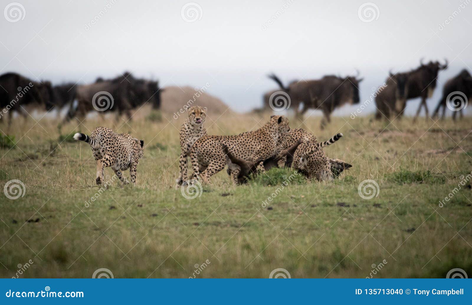 Cheetahs Attacking Wildebeest Editorial Image - Image of dangerous ...