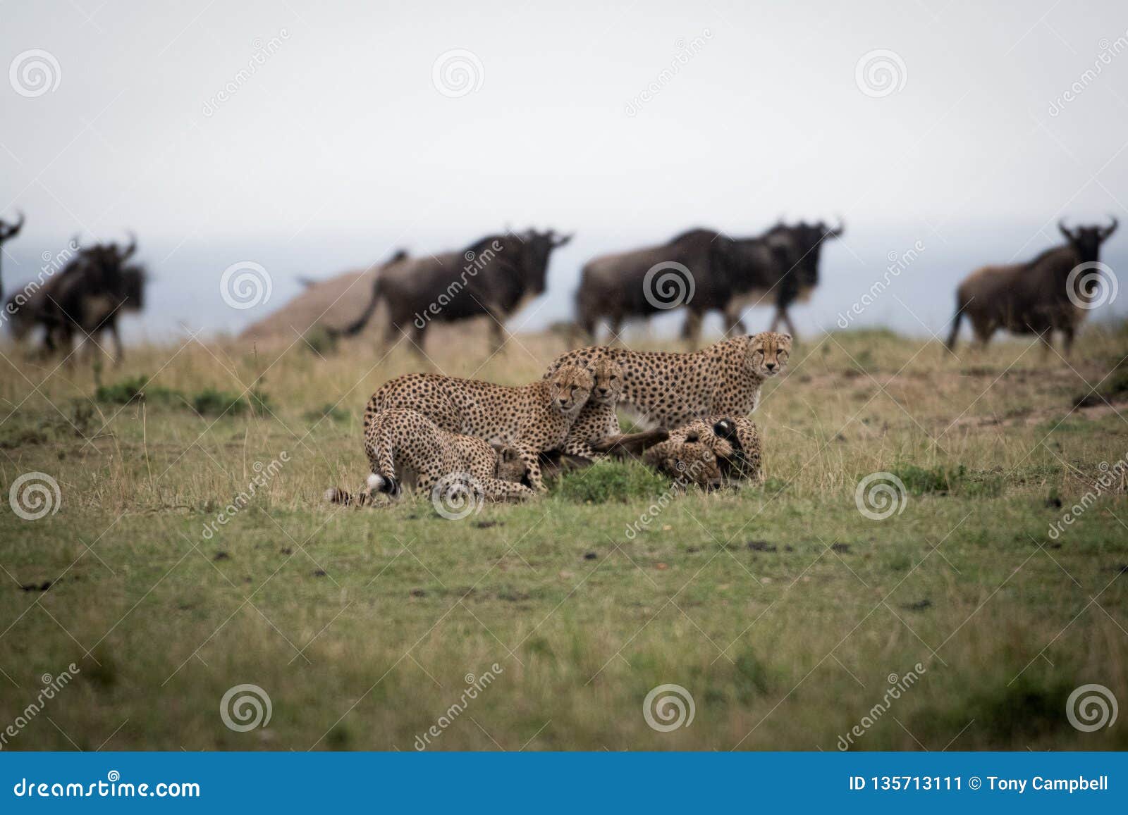 Cheetahs Attacking Wildebeest Stock Image - Image of masai, attack ...