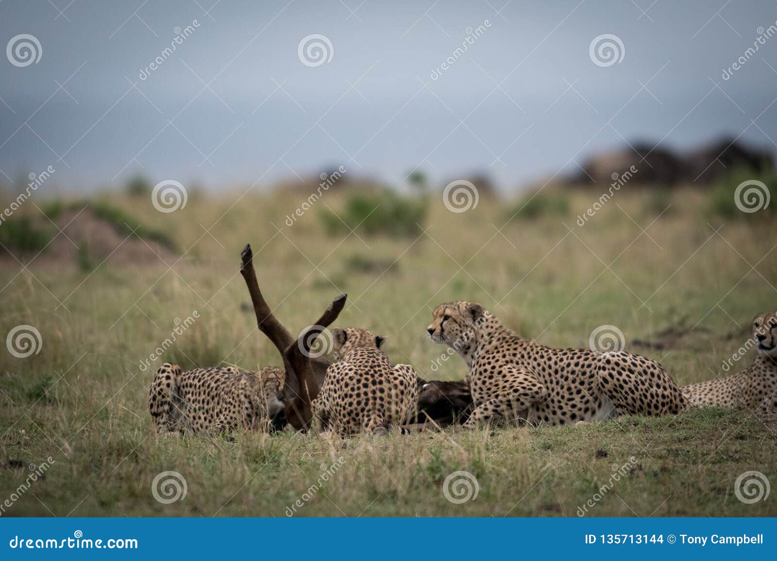 Cheetahs Attacking Wildebeest Stock Photo - Image of acinonyx, animal ...