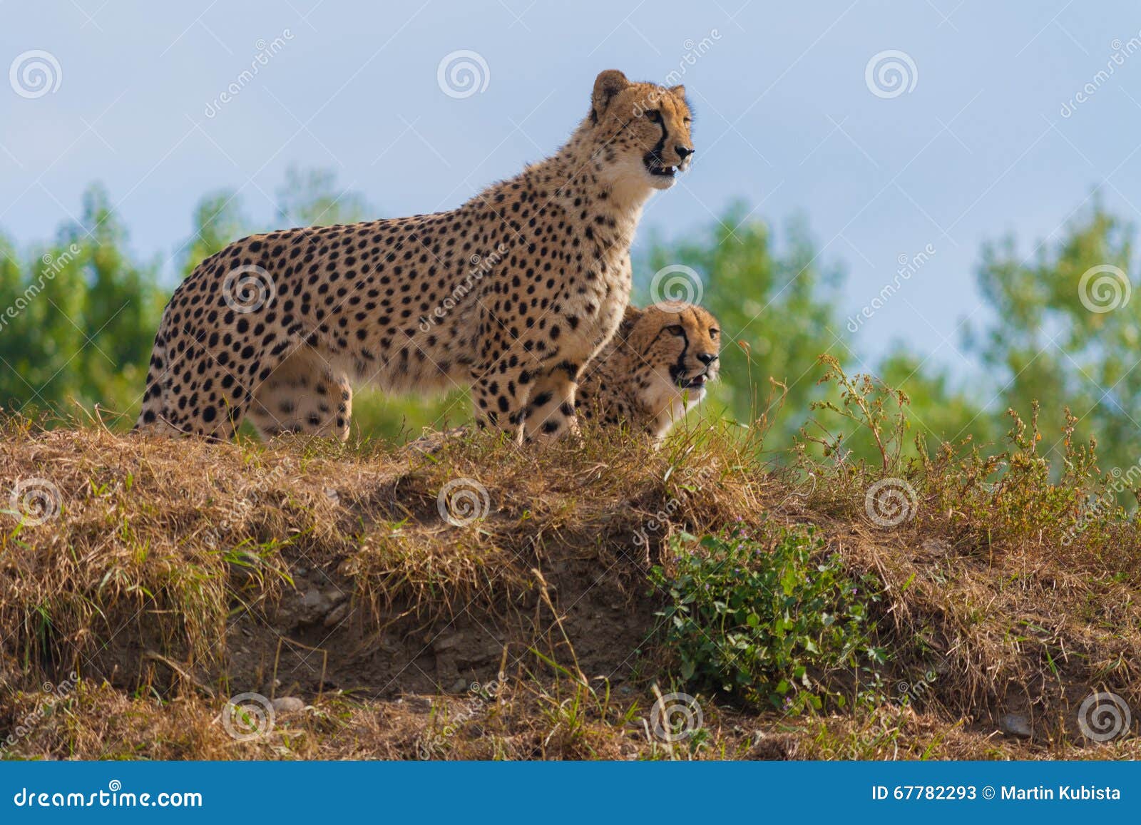 Cheetahs couple stock image. Image of brown, wild, trees - 67782293