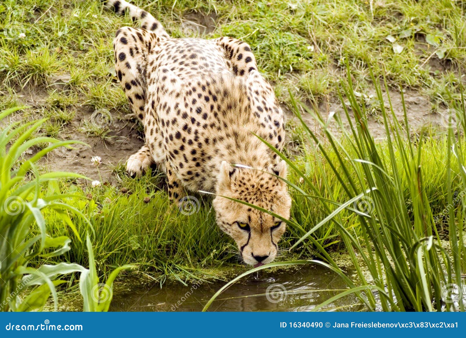 Cheetahs drinking water stock photo. Image of carnivore - 16340490