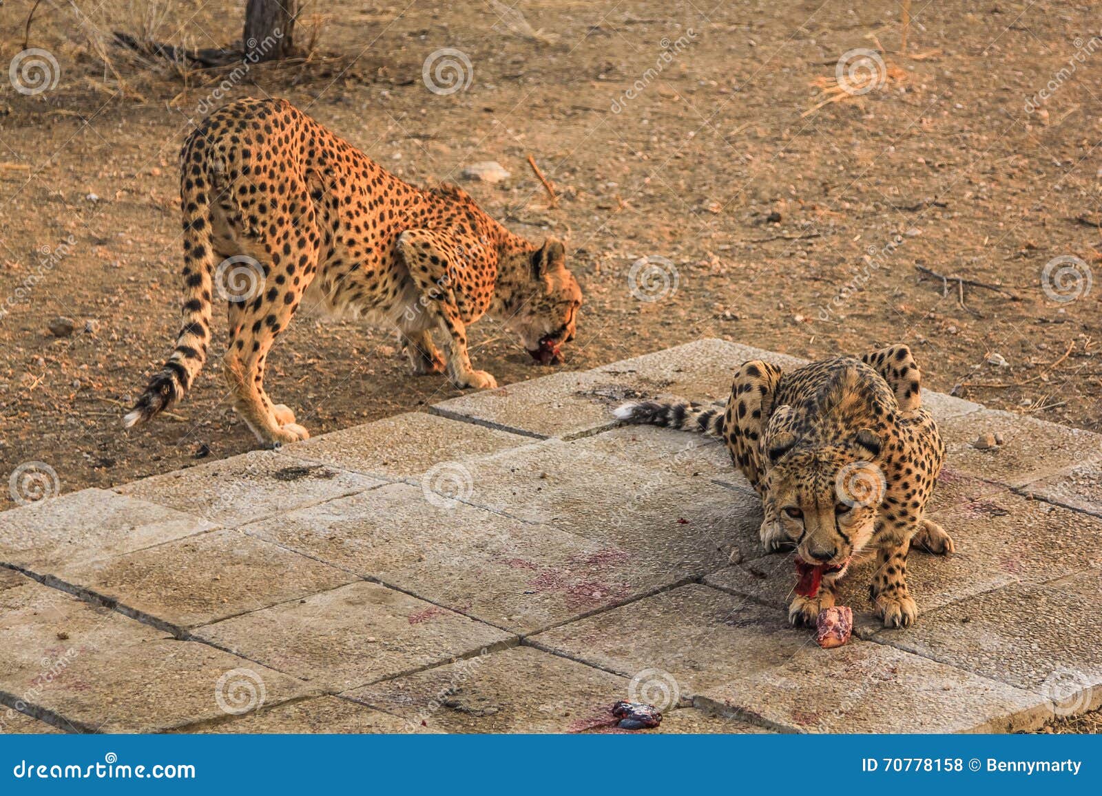 Cheetahs eating stock photo. Image of hungry, game, eating - 70778158