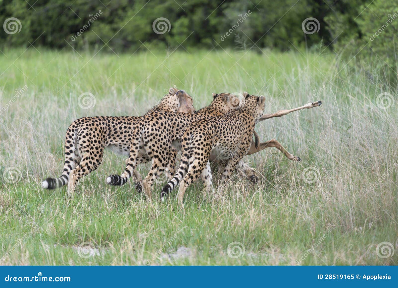 Cheetahs Hunting and Killing Stock Image - Image of blood, close: 28519165