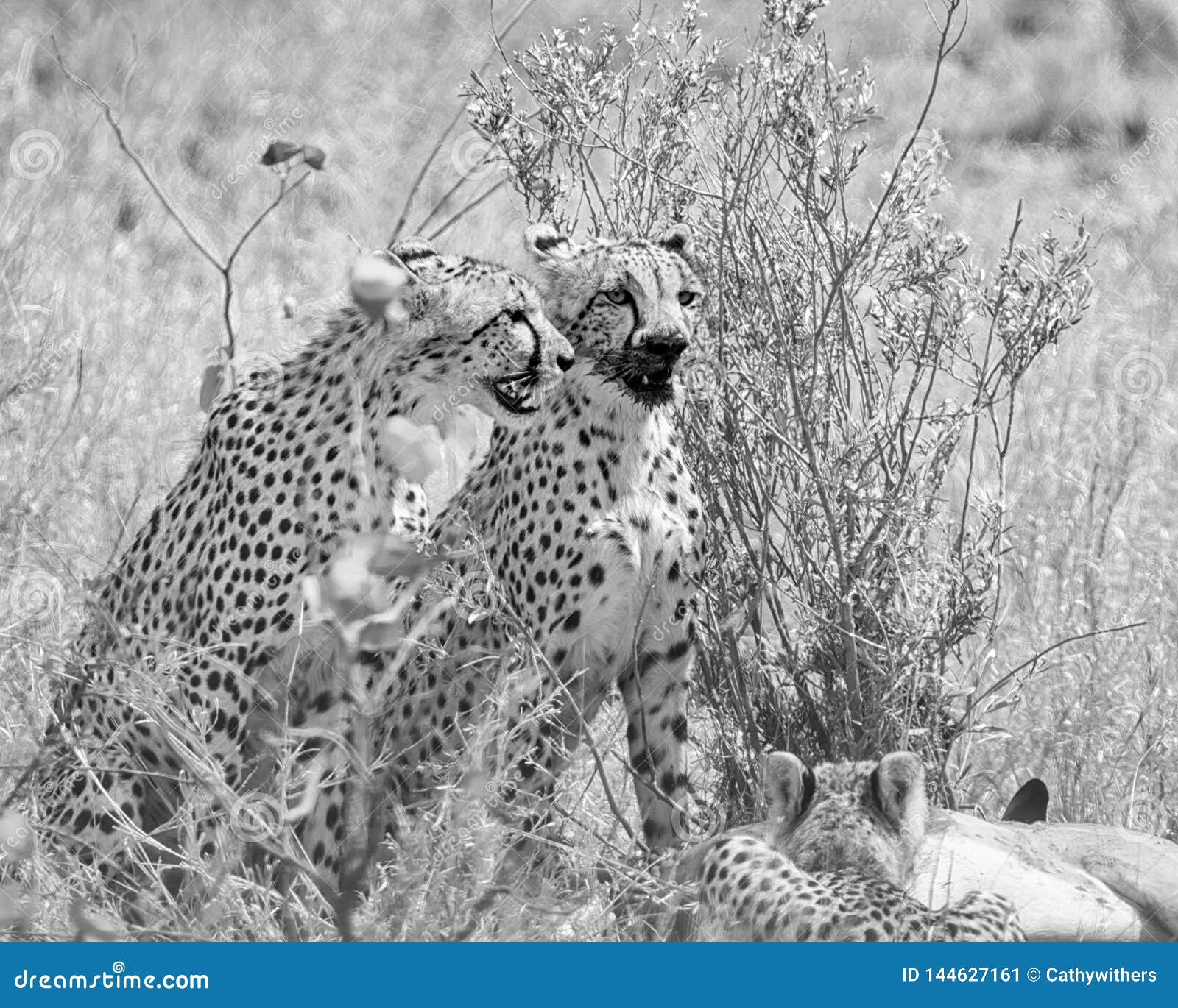 Cheetahs at a Kill stock image. Image of african, mammal - 144627161