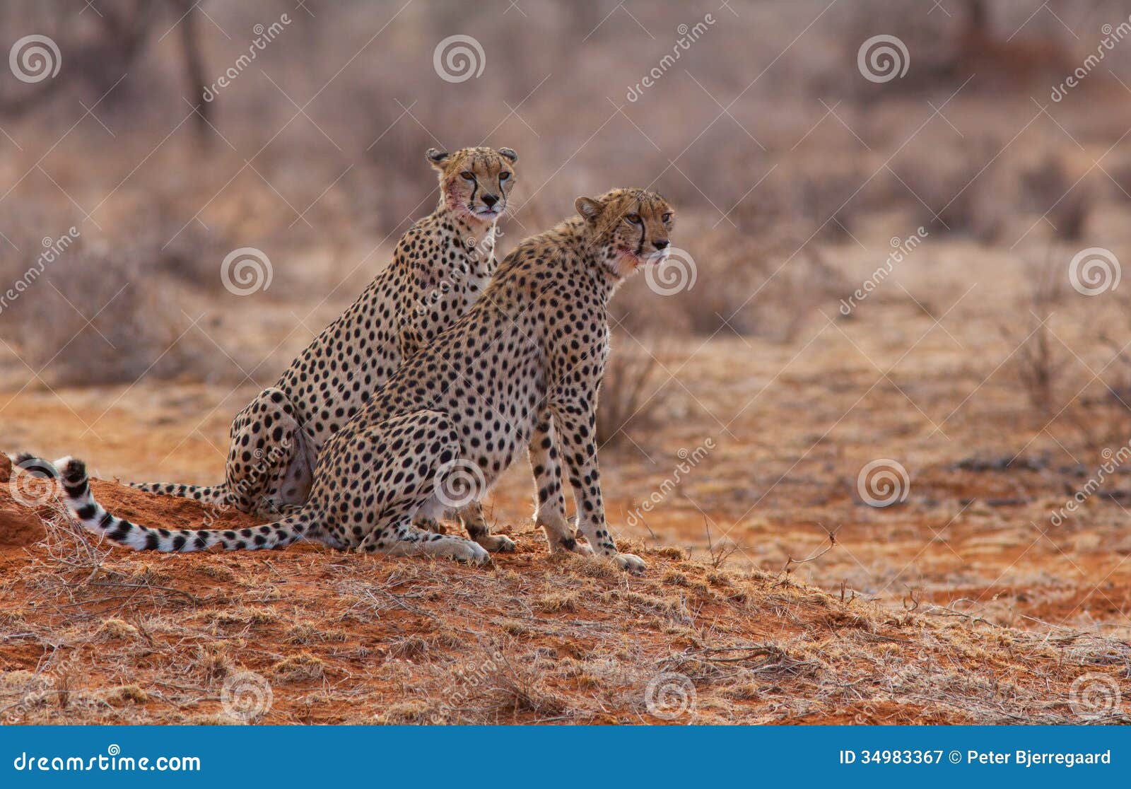 2 Cheetahs stock image. Image of wilderness, africa, cheetahs - 34983367