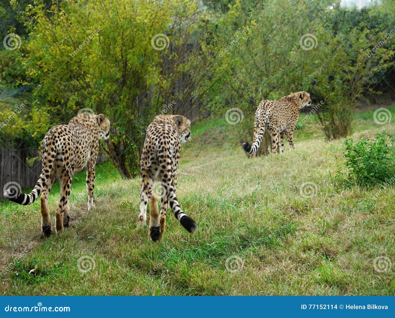 Cheetahs stock photo. Image of hunter, wild, closeup - 77152114