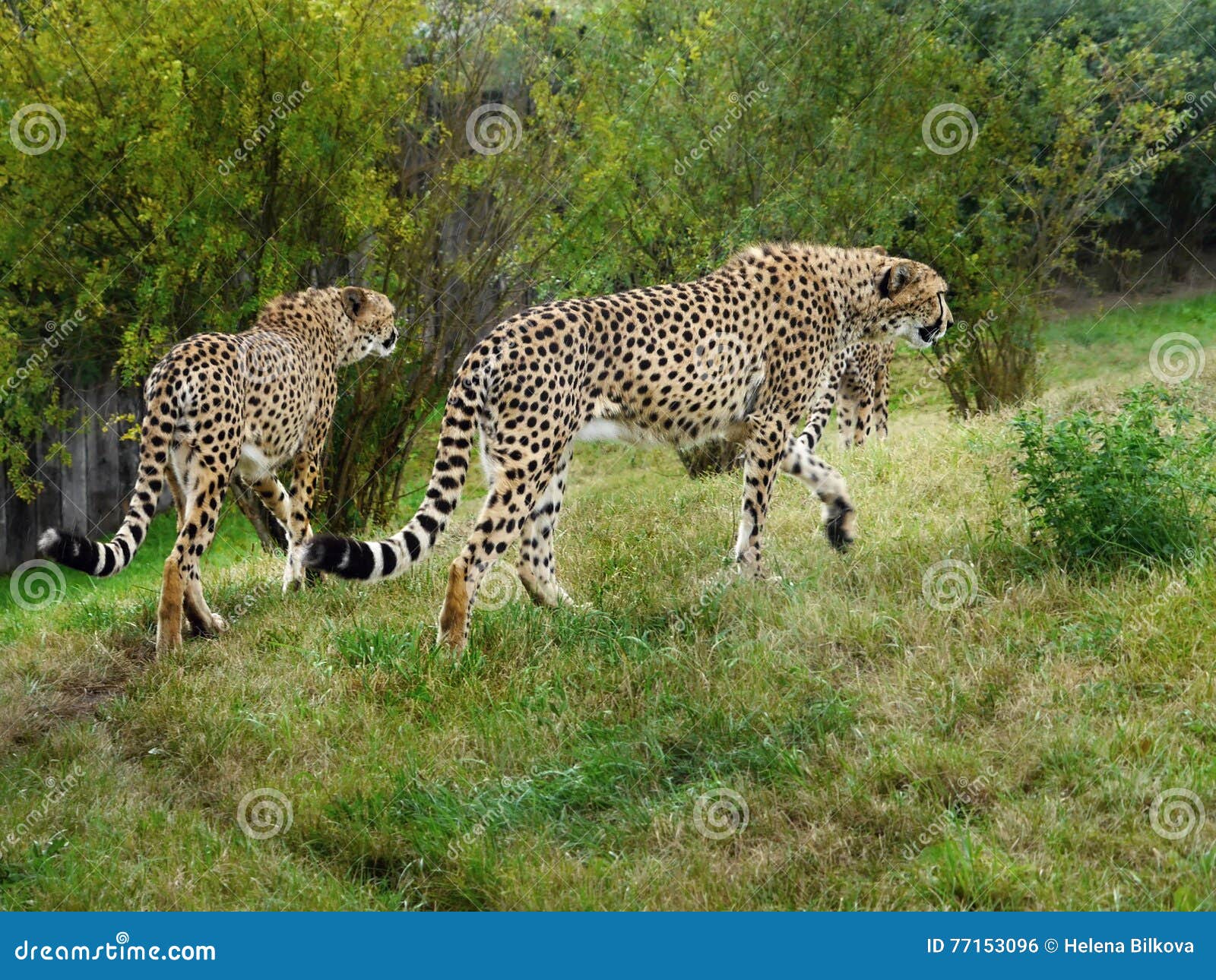 Two Cheetahs Moving In The Arid Landscape In The Kalahari Desert In The ...