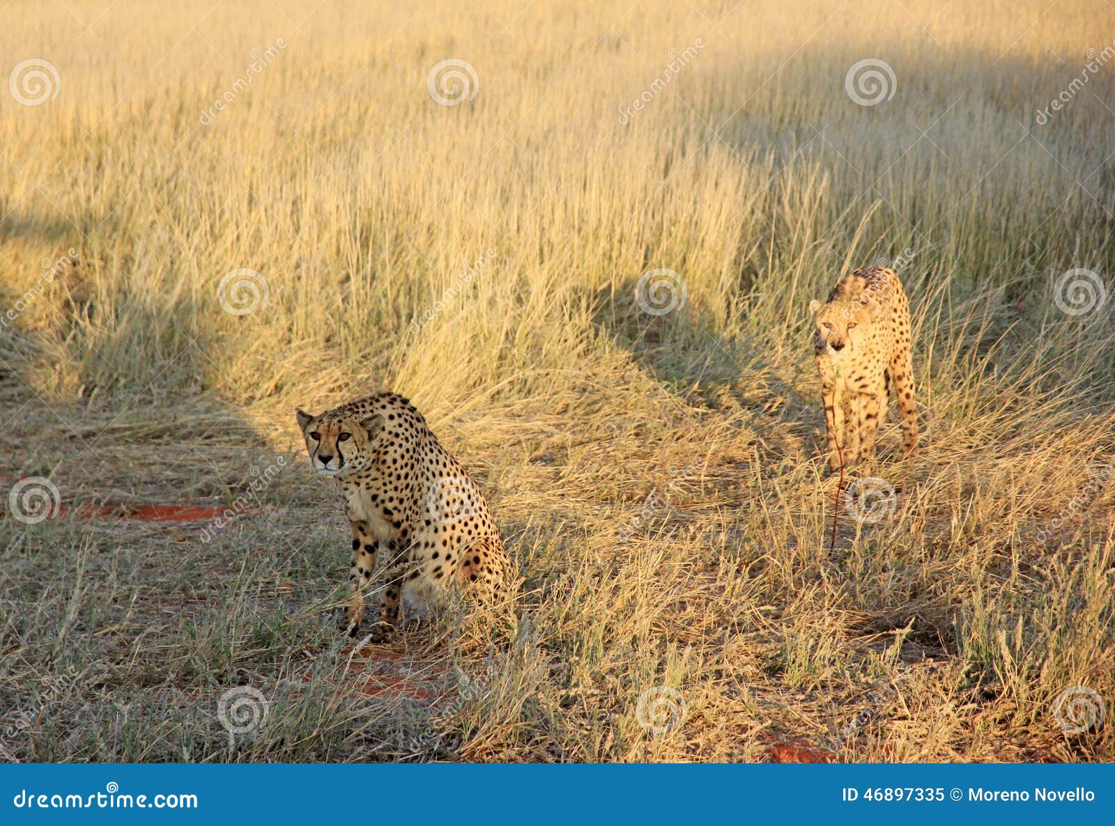 Cheetahs, Namibia stock image. Image of africa, carnivore - 46897335