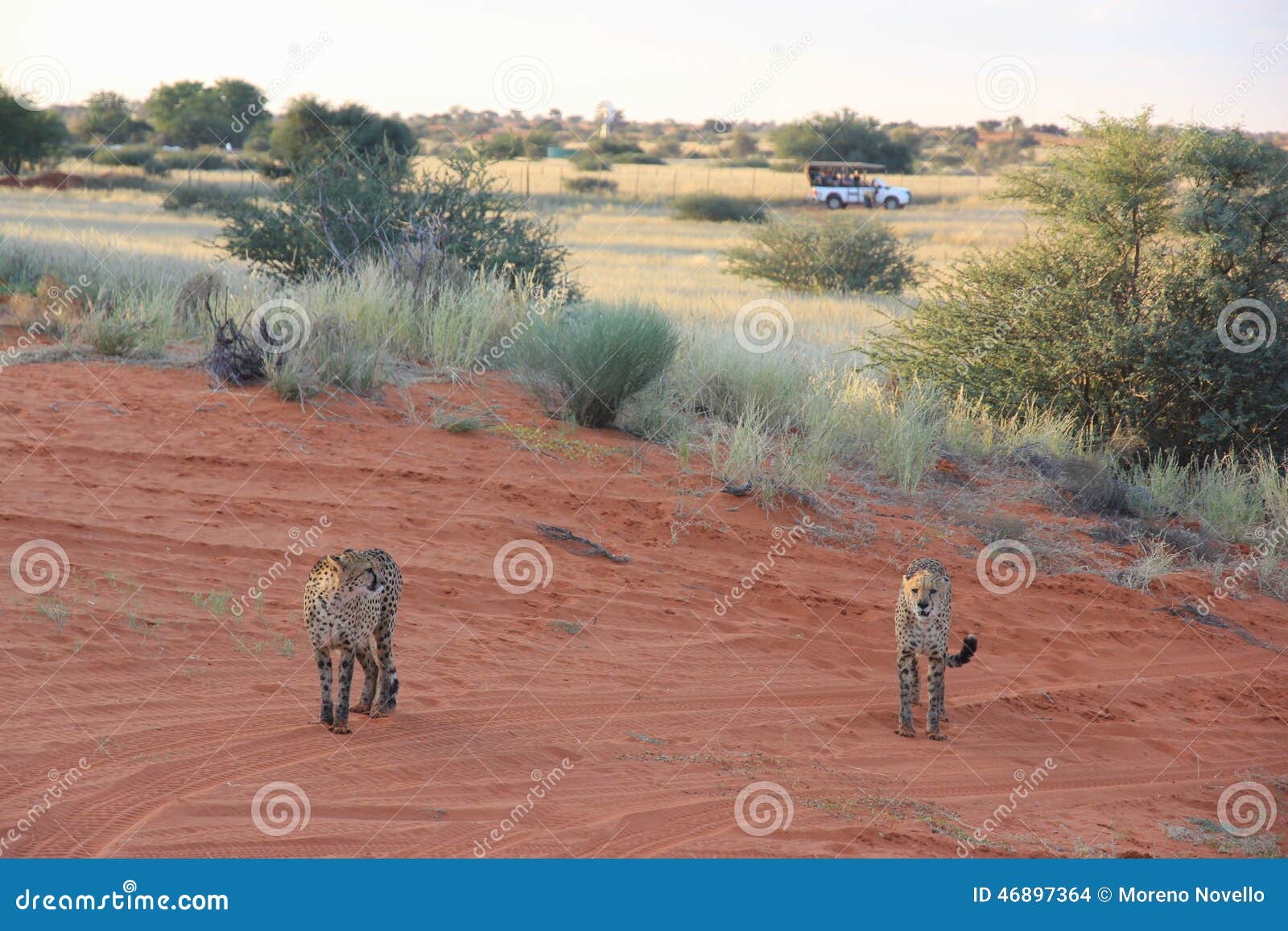 Cheetahs, Namibia stock photo. Image of botswana, couple - 46897364
